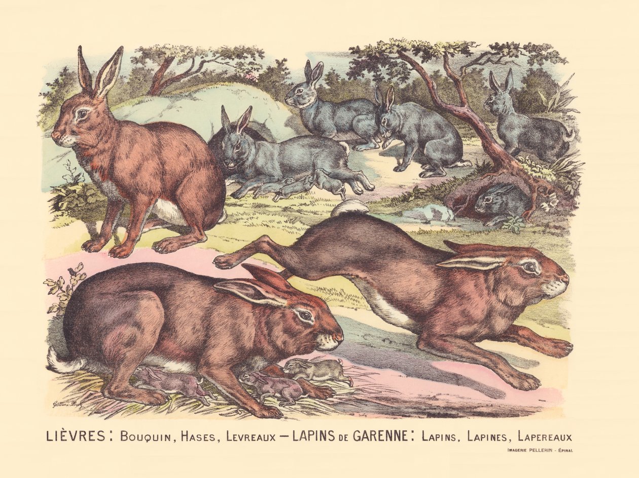 Hares: Book, Hares, Lips Garenne Rabbits: Rabbits, Rabbits, Rabbits