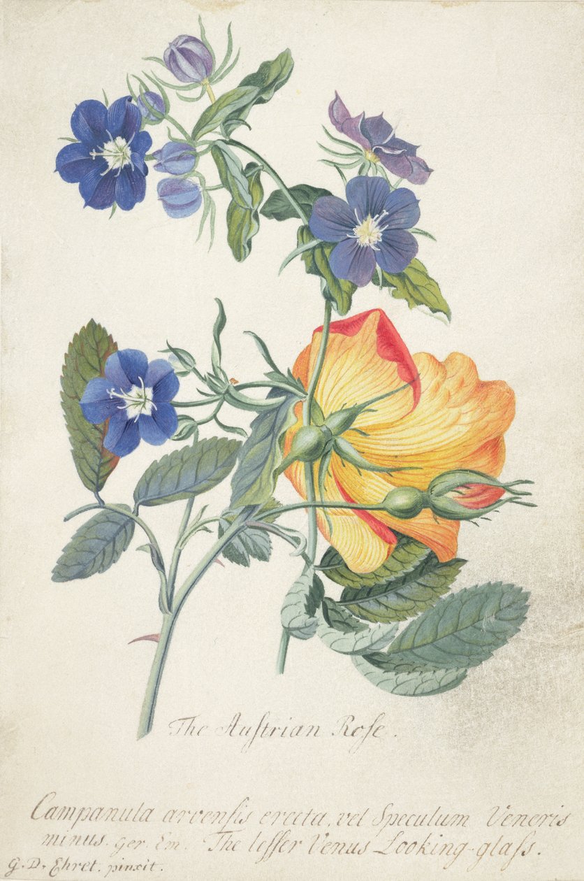 The Austrian Rose, Intertwined Spray of the Two Separate Species