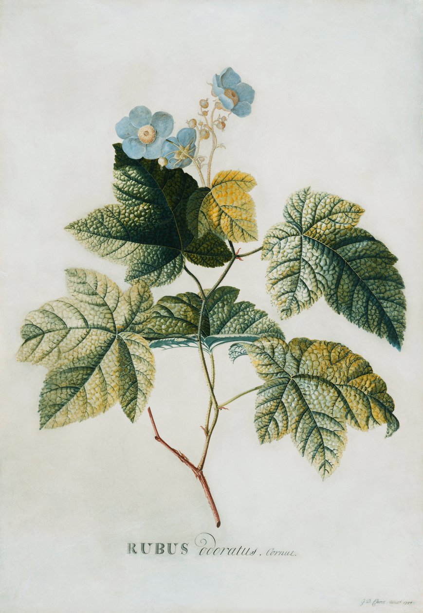 Rubus by Georg Dionysius Ehret: Buy fine art print