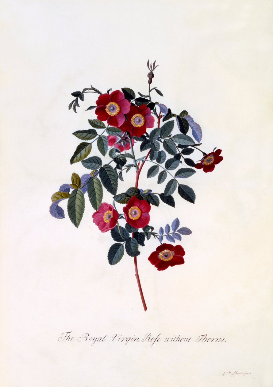 The Royal Virgin Rose without Thorns