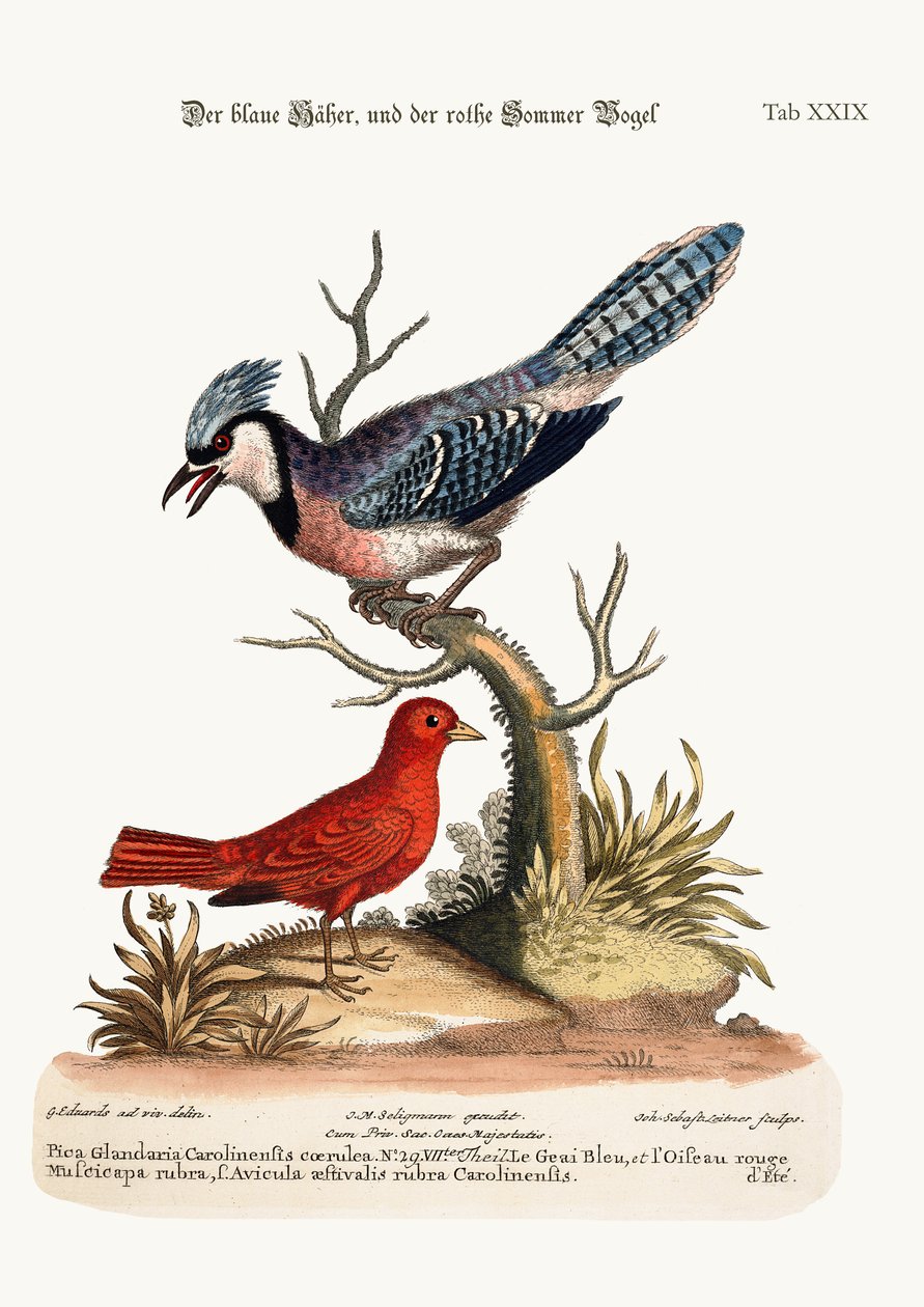 The Blue Jay, and the Summer Red-Bird, 1749-73
