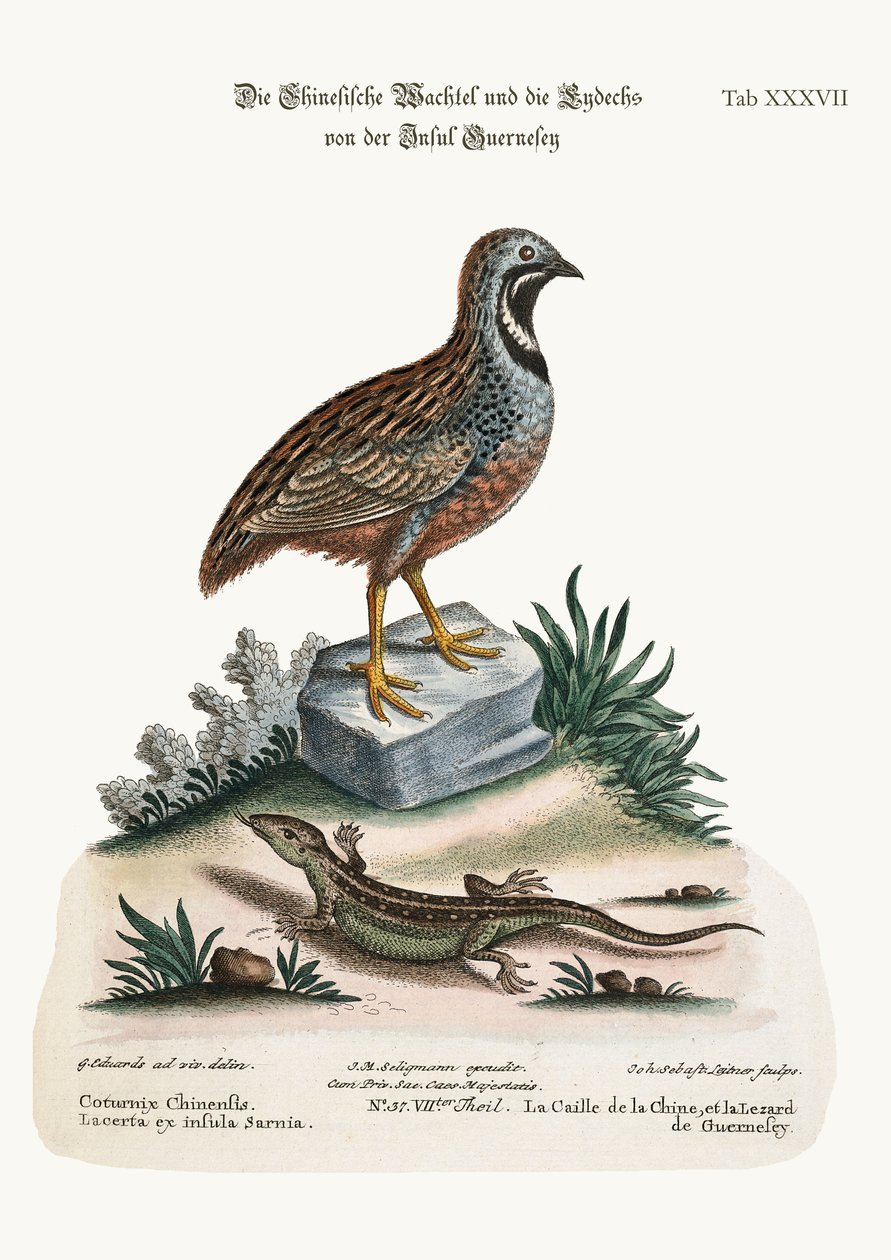 The Chinese Quail and the Guernsey Lizard by George Edwards