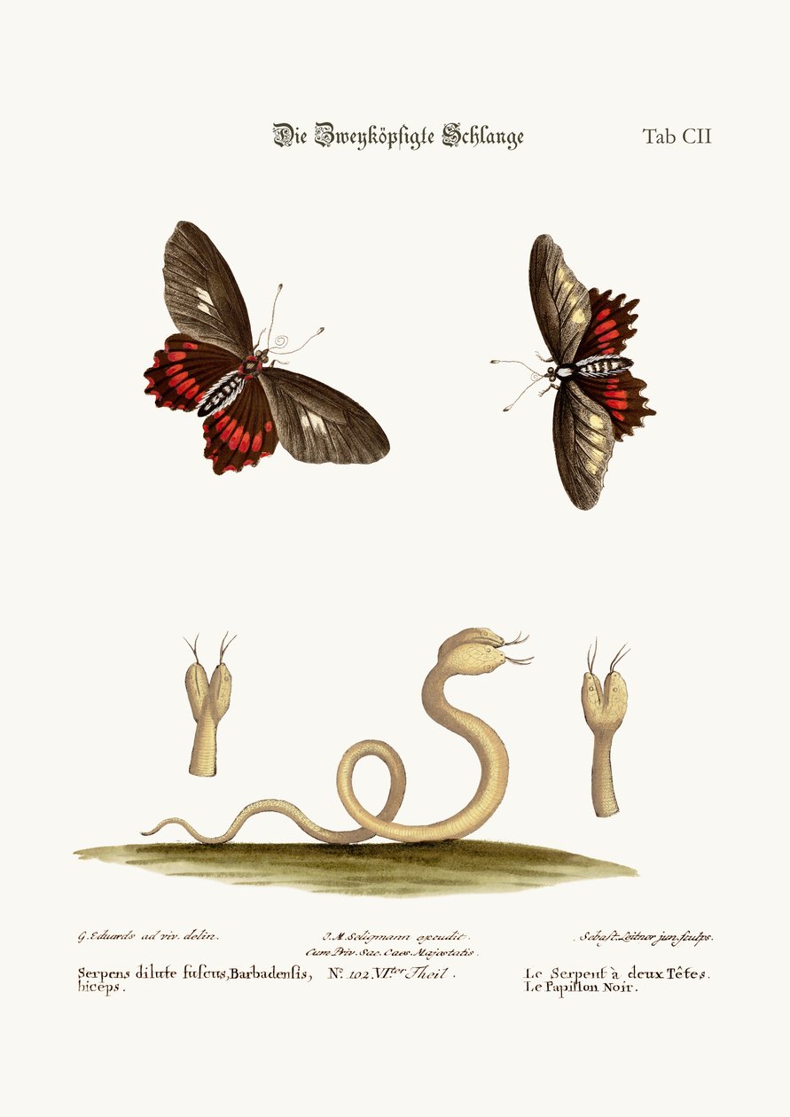 The Double-headed Snake. The Black Butterflies, 1749-73