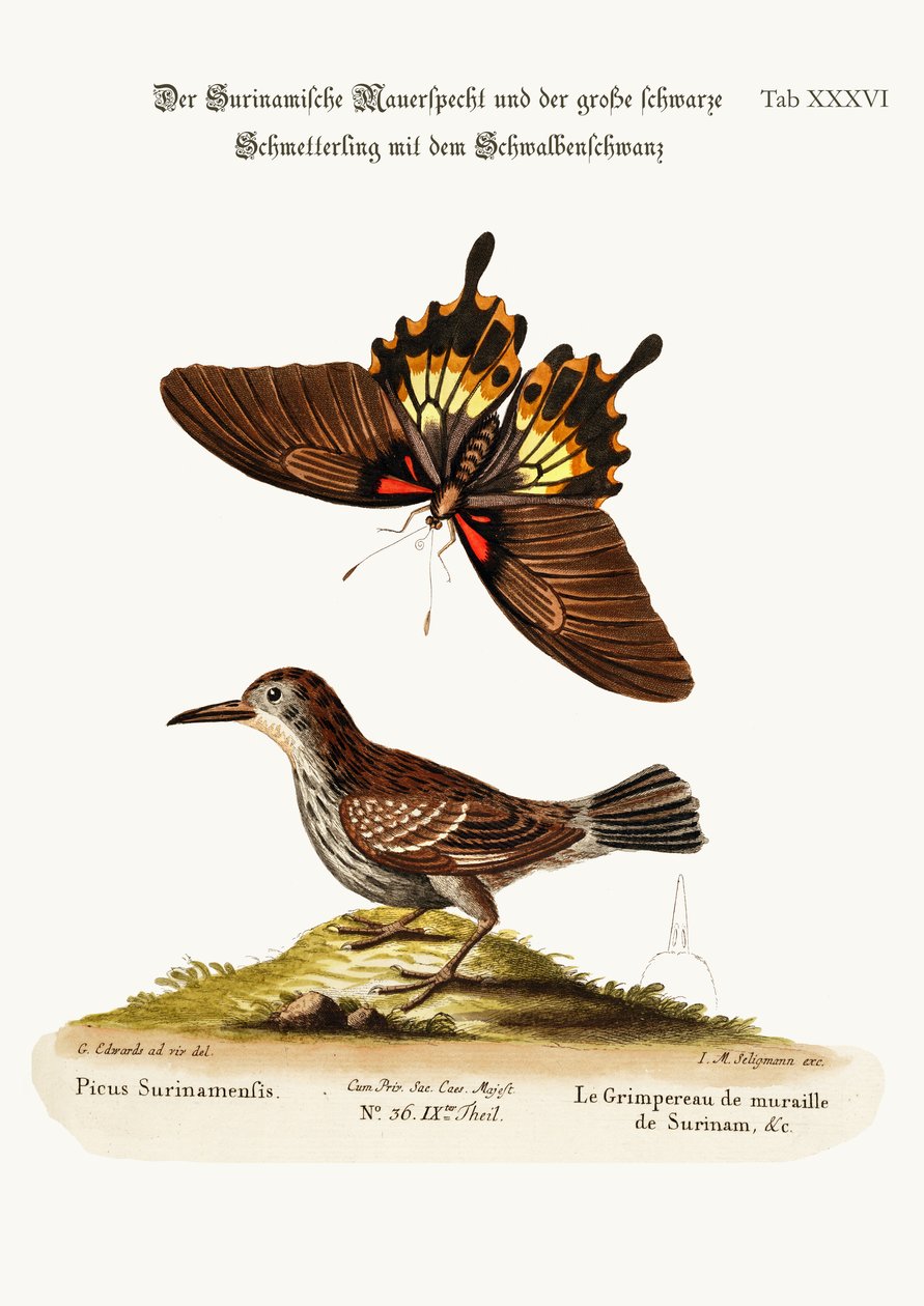 The Wall-creeper of Surinam and the Great Dusky Swallow-tailed Butterfly