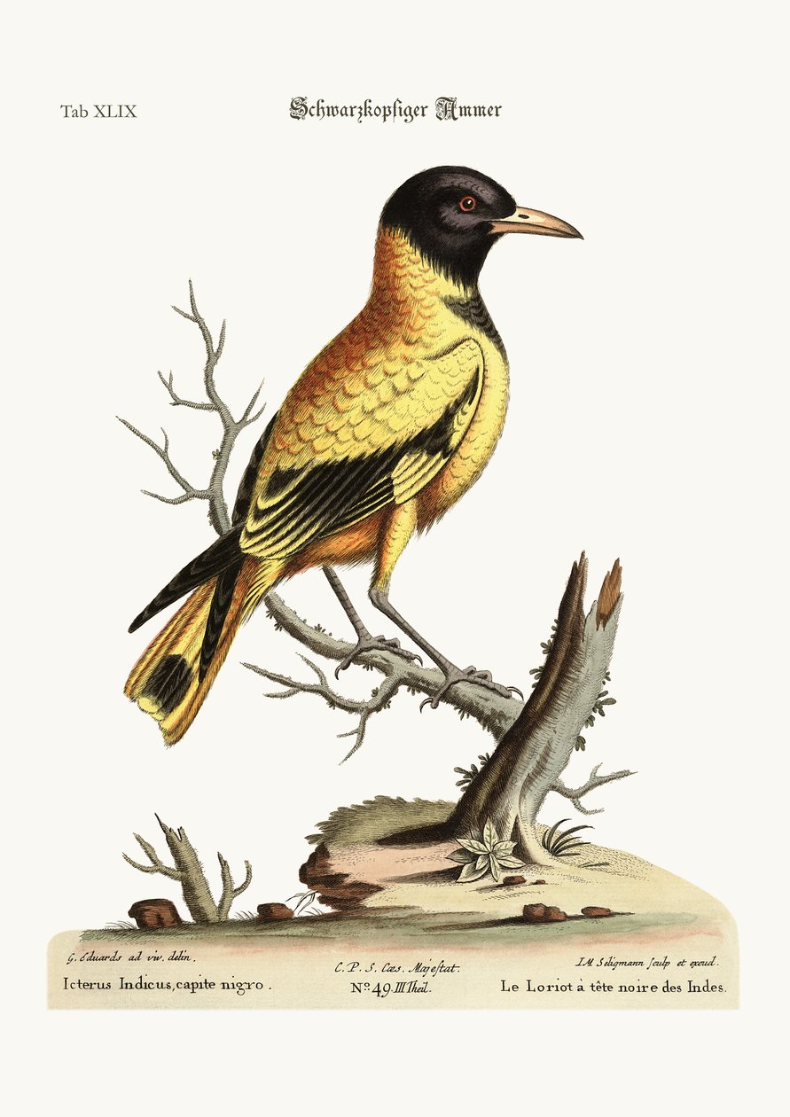 The Black-Headed Indian Icterus by George Edwards