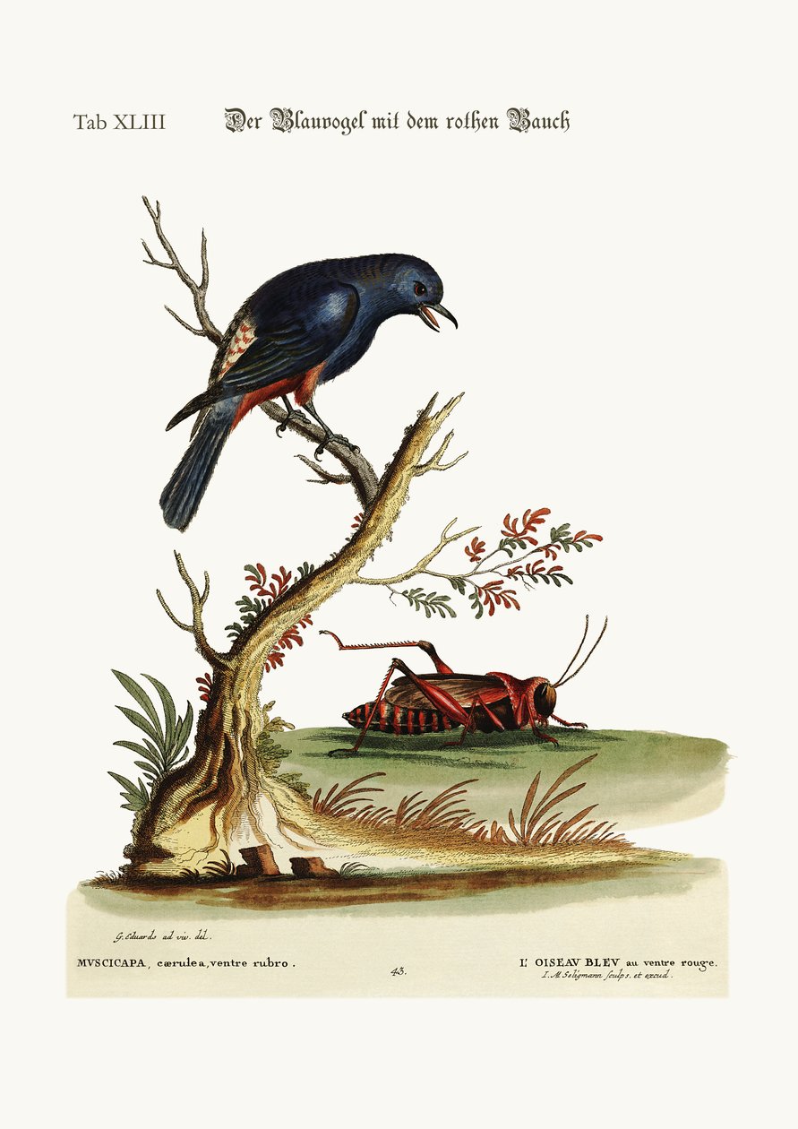 The Red-Bellied Blue-Bird, 1749-73 by George Edwards