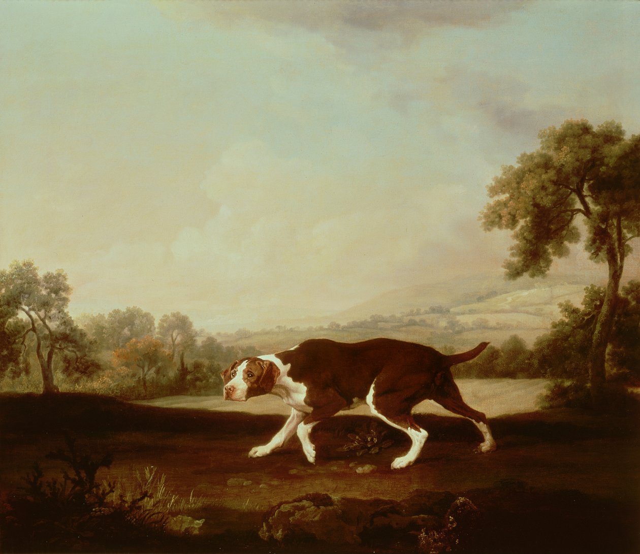 Spanish Pointer by George Stubbs: Buy fine art print