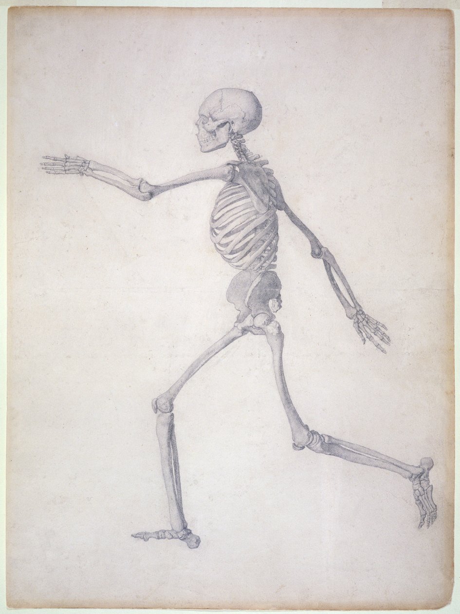 The Human Skeleton, Lateral View, from the Series 'A Comparative ...