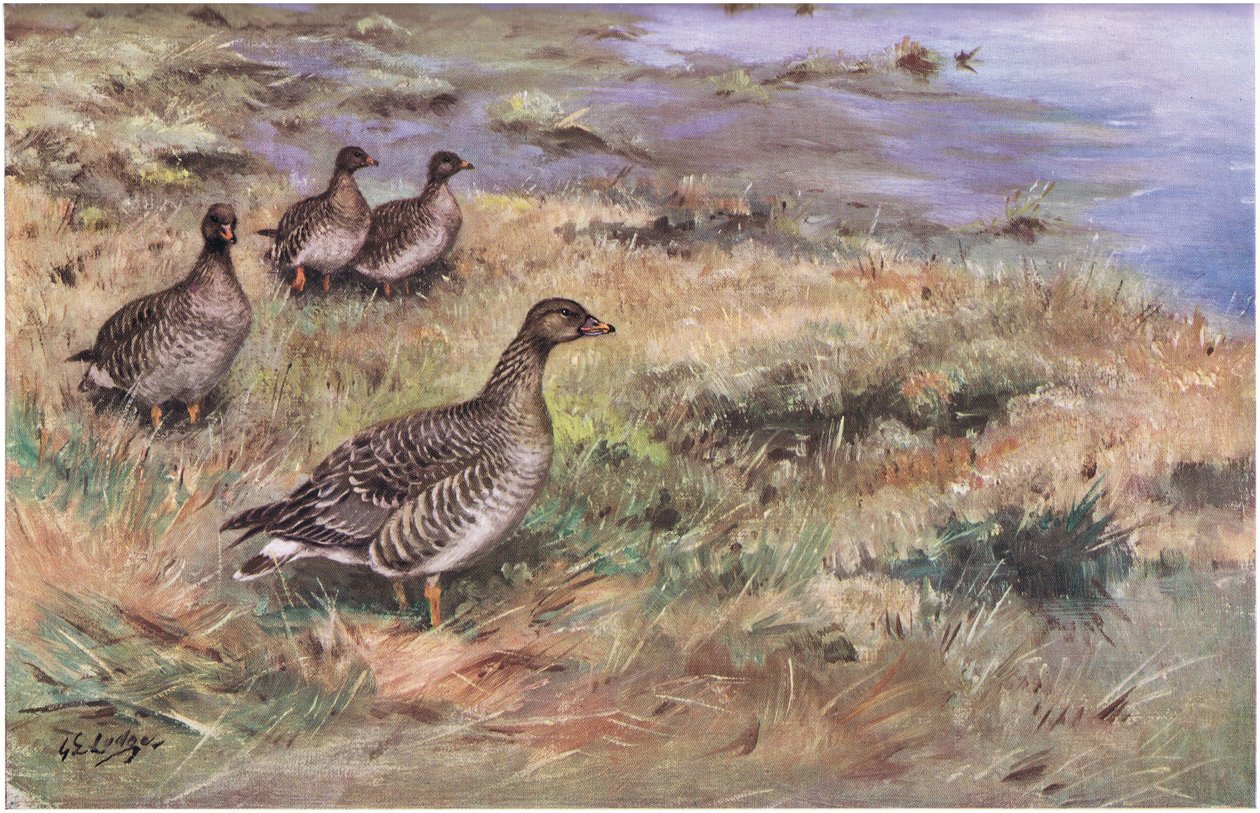Forest Bean Goose by George Edward Lodge: Fine art print