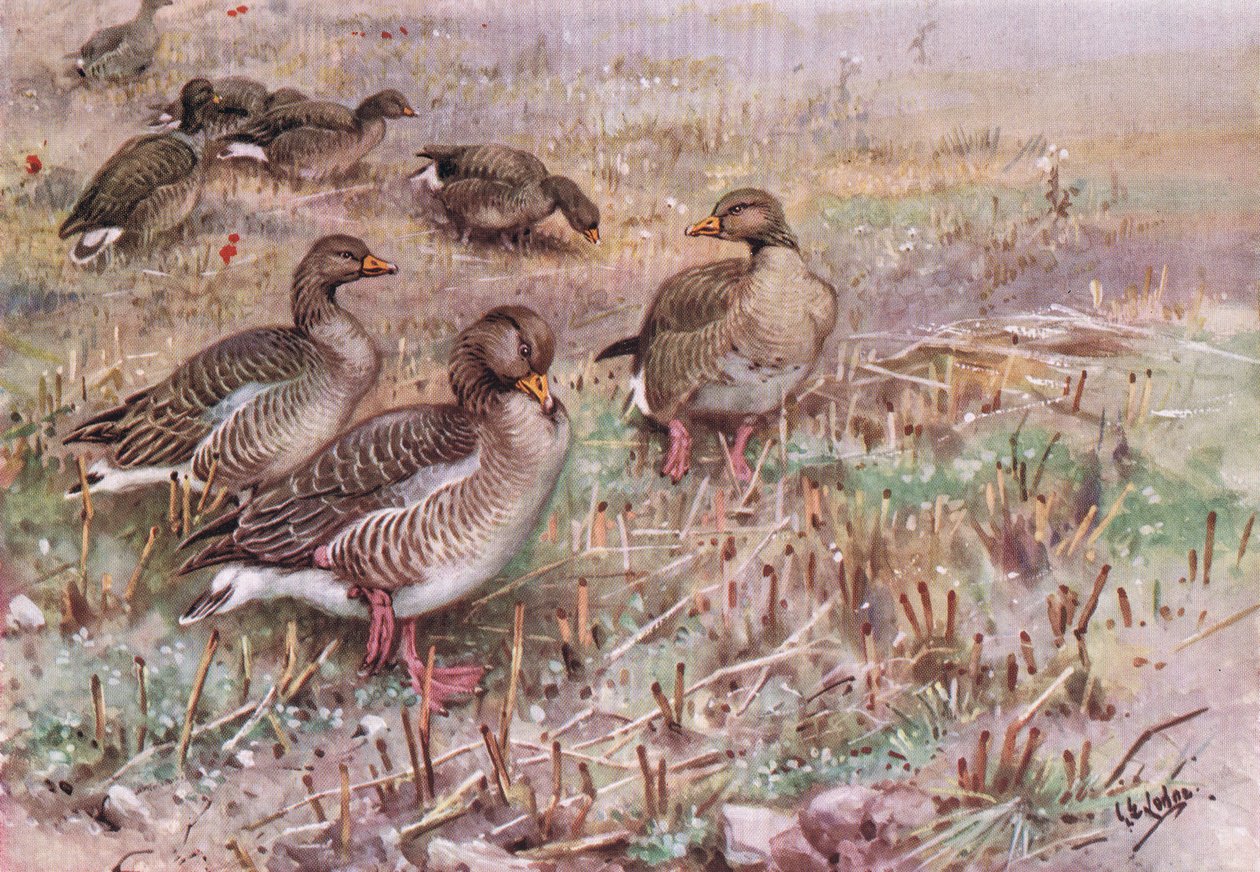 Grey Lag Geese by George Edward Lodge: Buy fine art print
