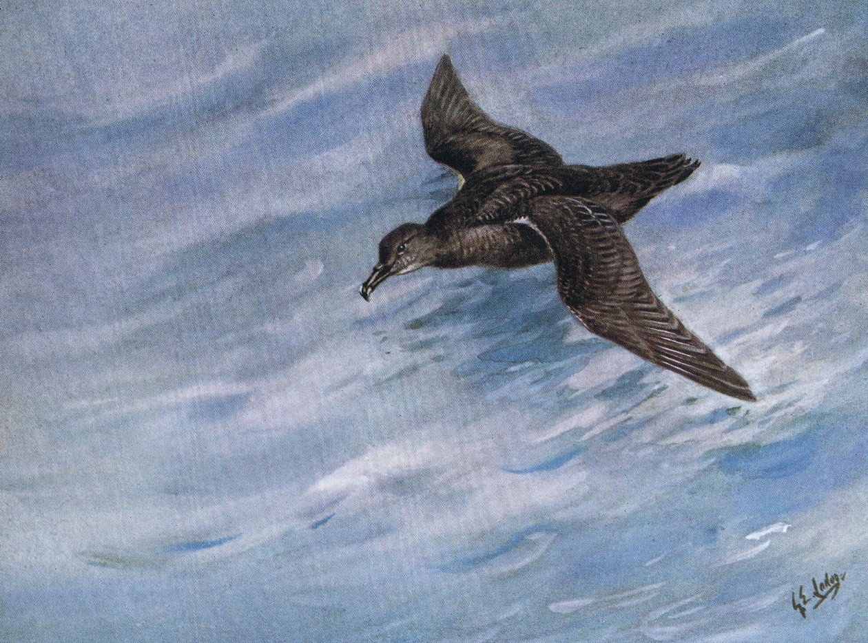 Sooty Shearwater by George Edward Lodge: Fine art print