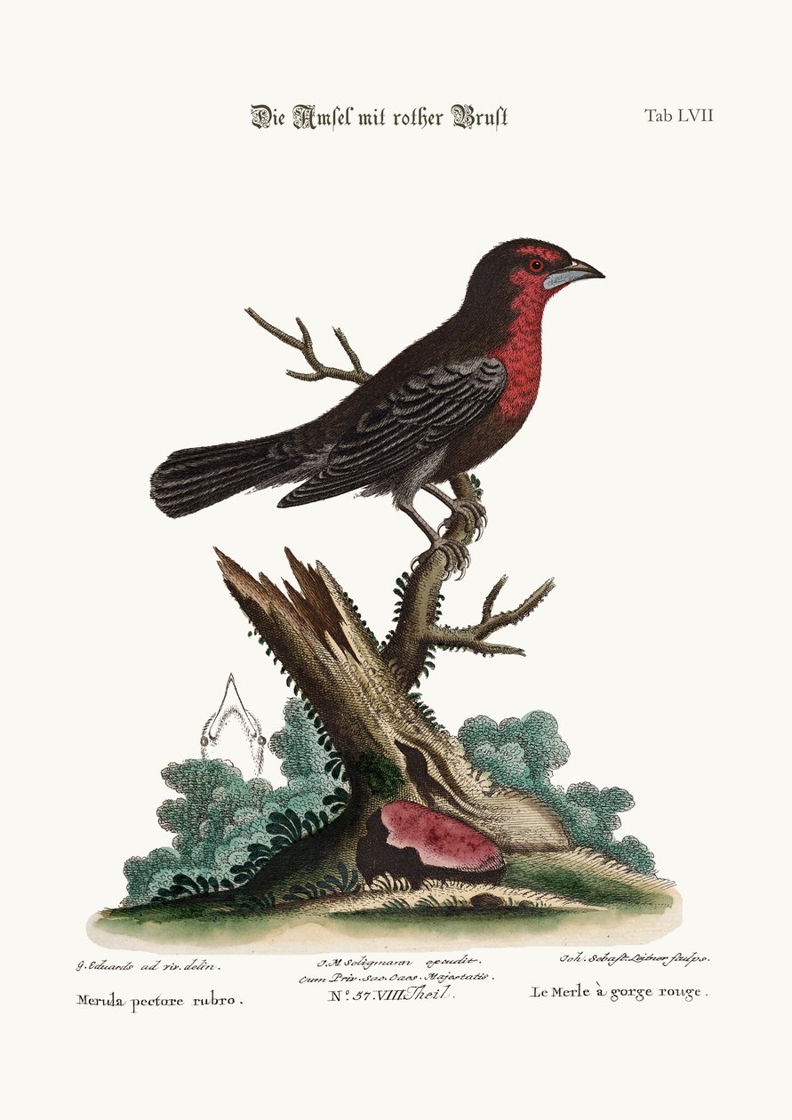 The Red-breasted Black-Bird by George Edwards