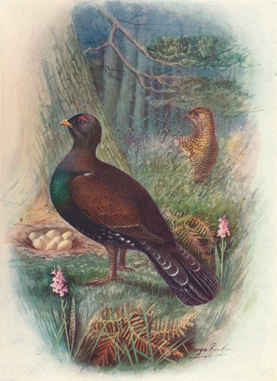 Capercaillie by George James Rankin: Buy fine art prints
