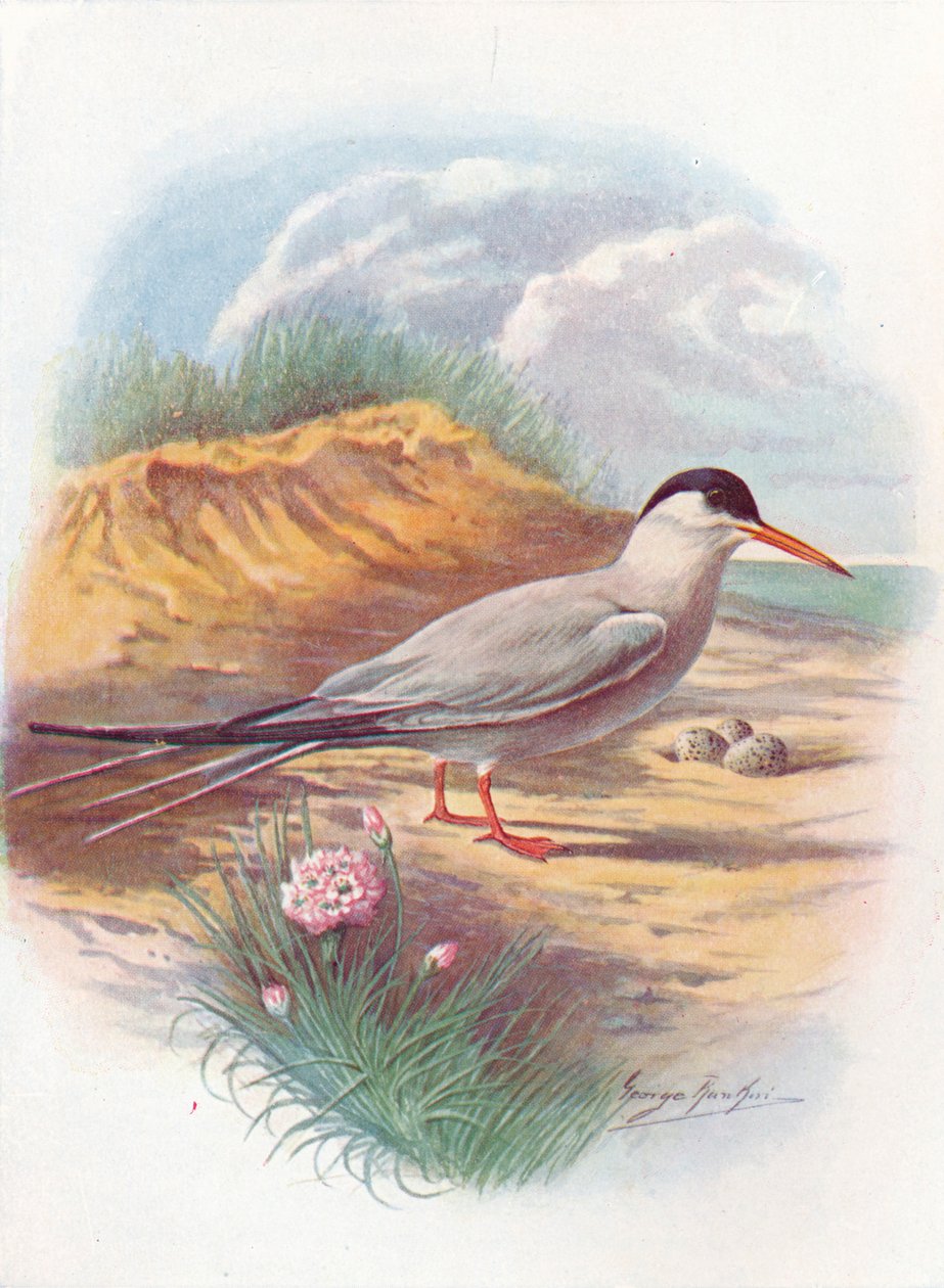Common Tern - Sterna fluviatilis by George James Rankin