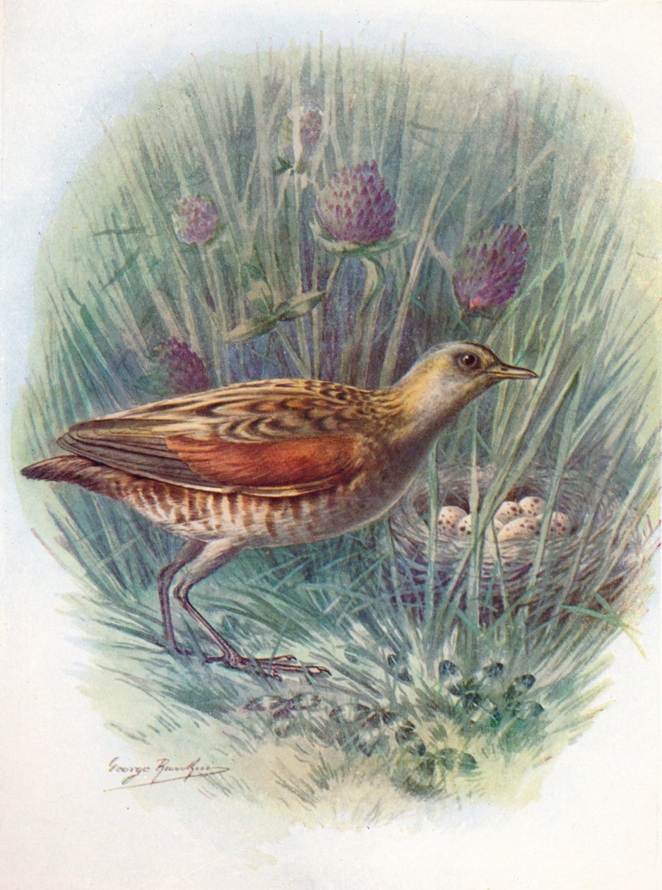 Landrail or Corncrake - Crex pratensis