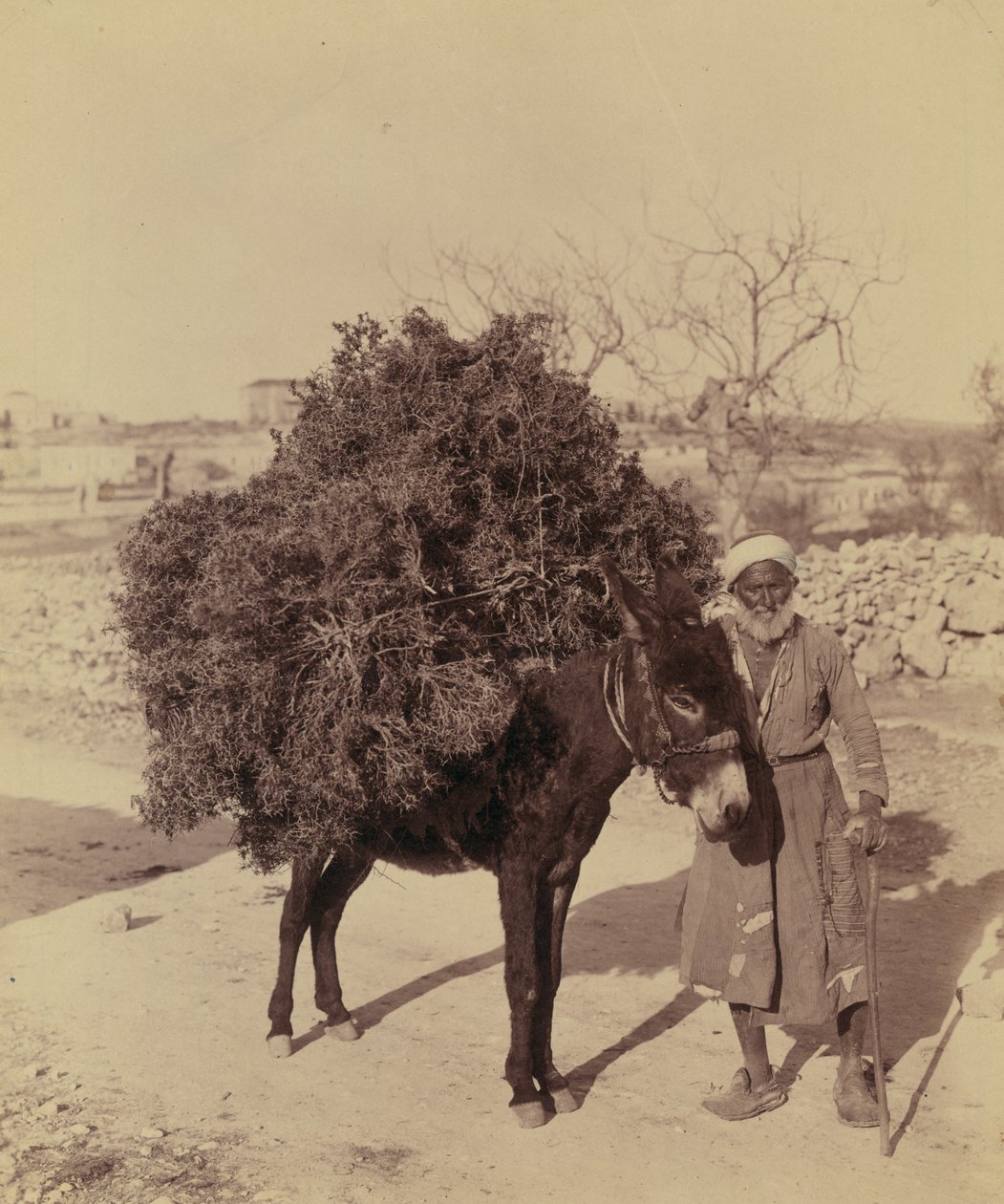Donkey carrying load of roots and twigs for fuel, Palestine, c.1900