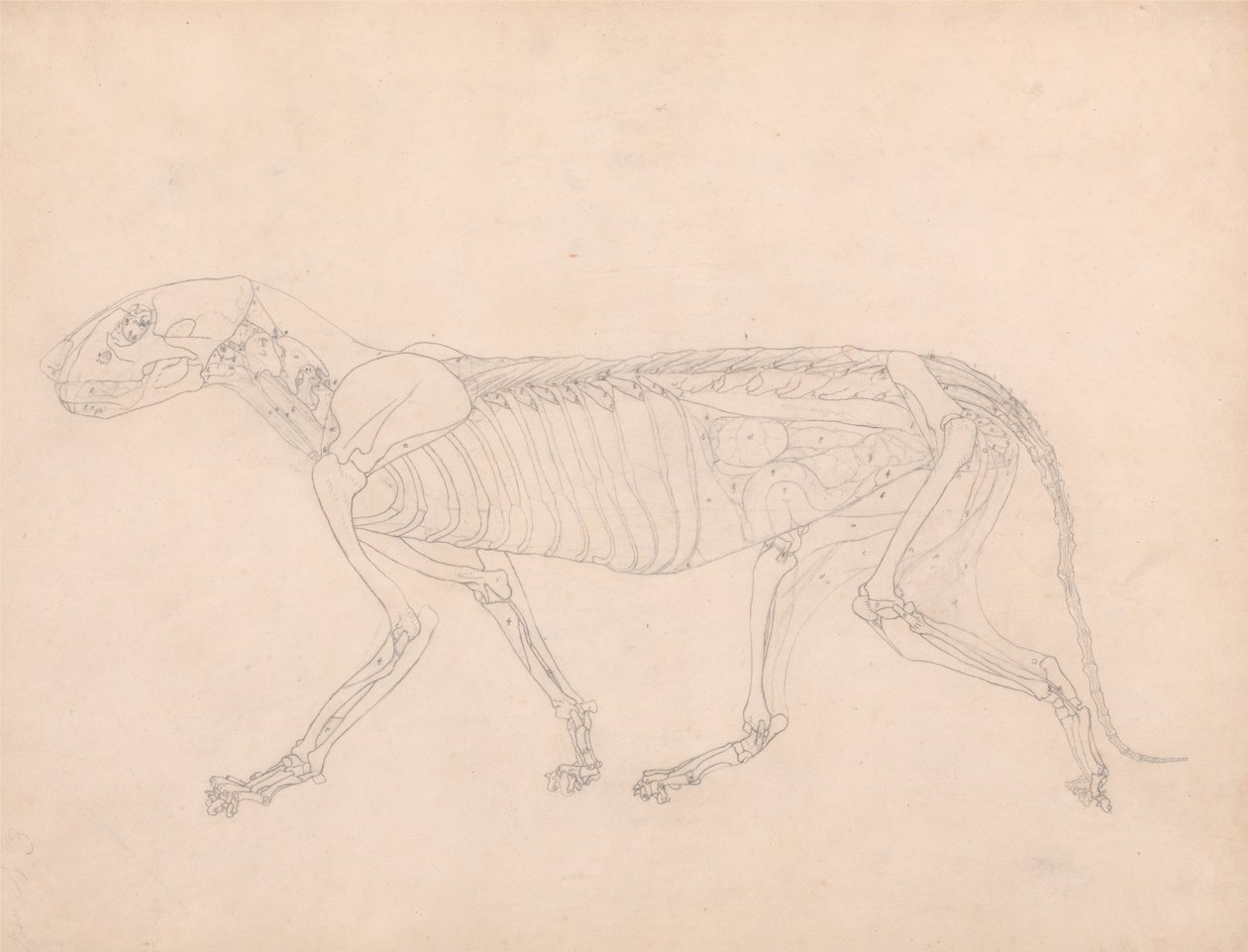 Tiger Body, Lateral View by George Stubbs: Fine art print