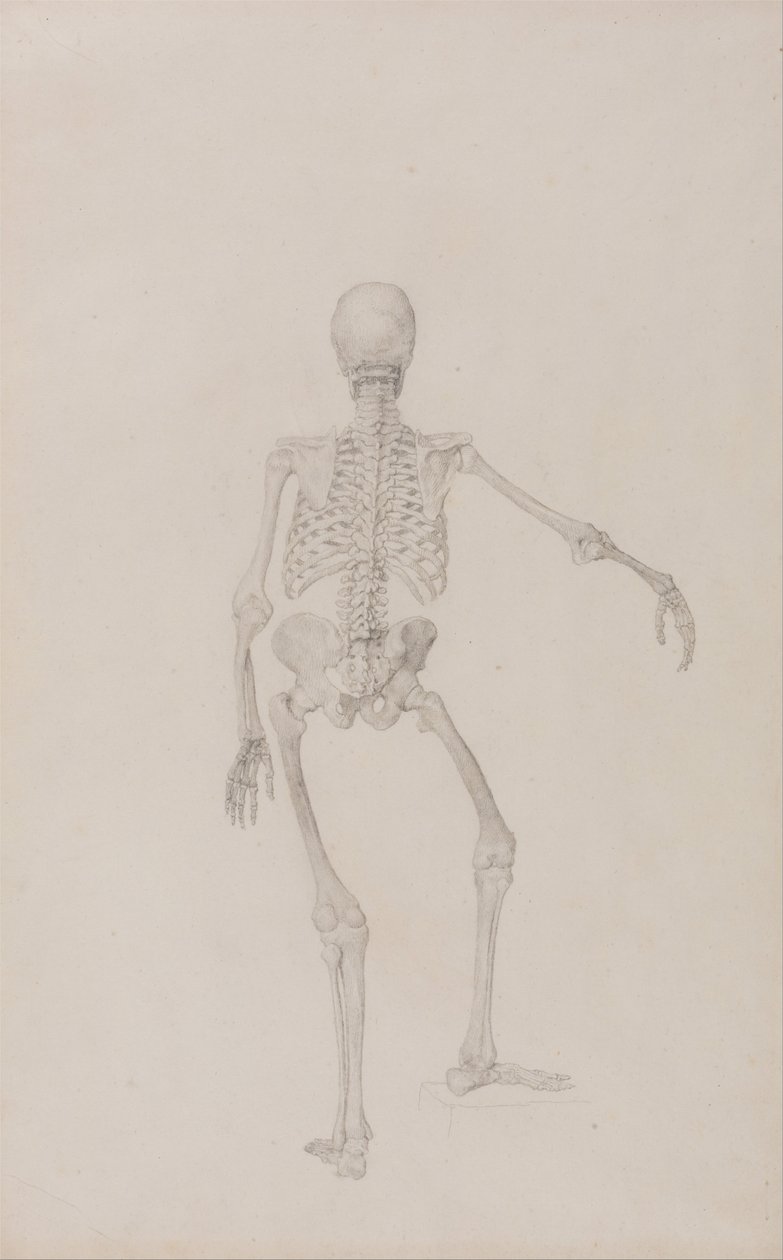 Human Skeleton, Posterior View (Right Arm Outstretched; finished study ...