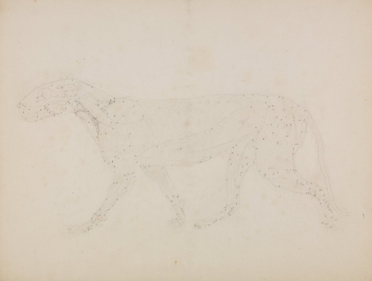 Tiger Body, Lateral View (Study of the upper layers of muscles and ...