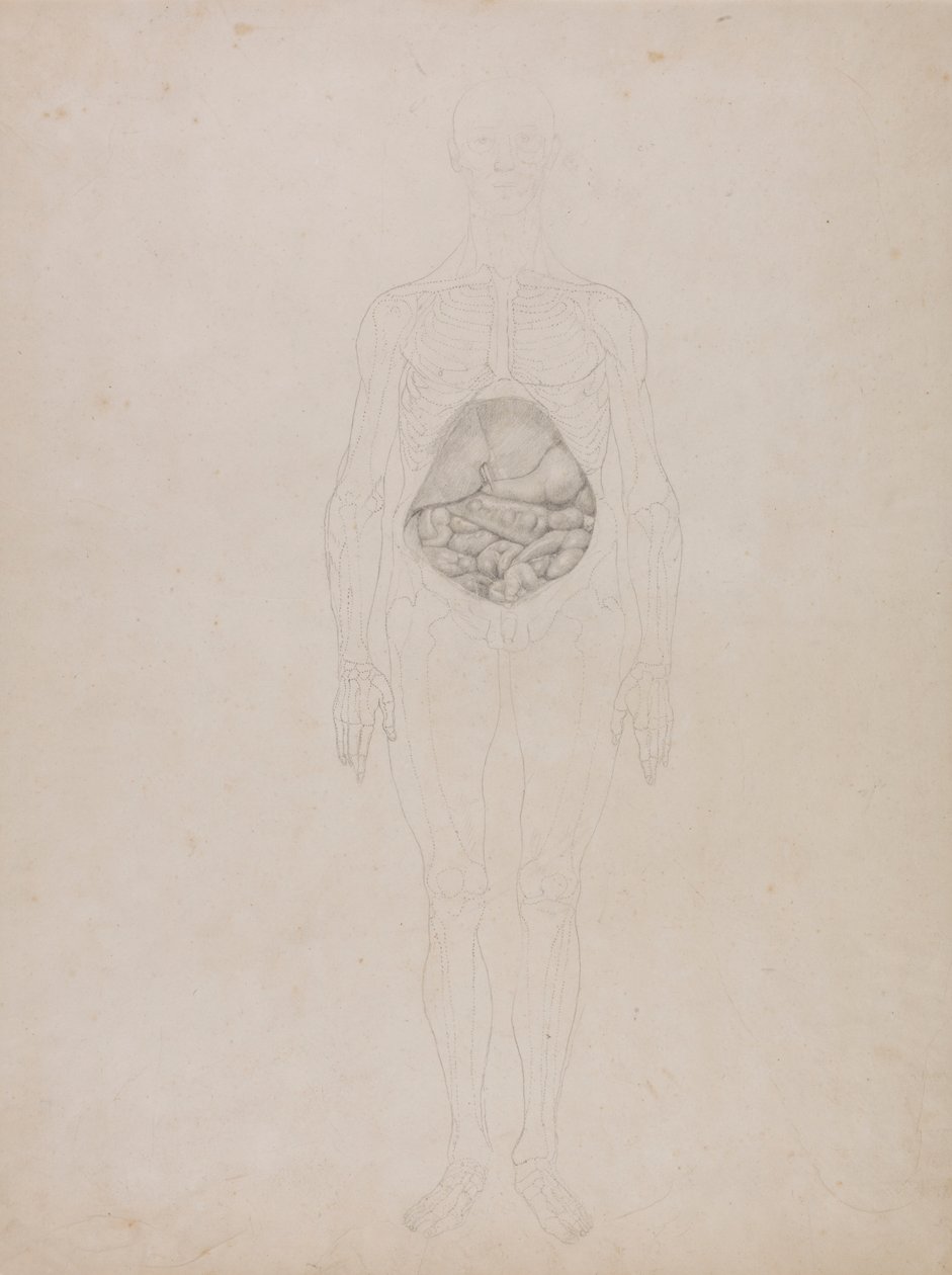 Human Figure, Anterior View (Outline drawing)
