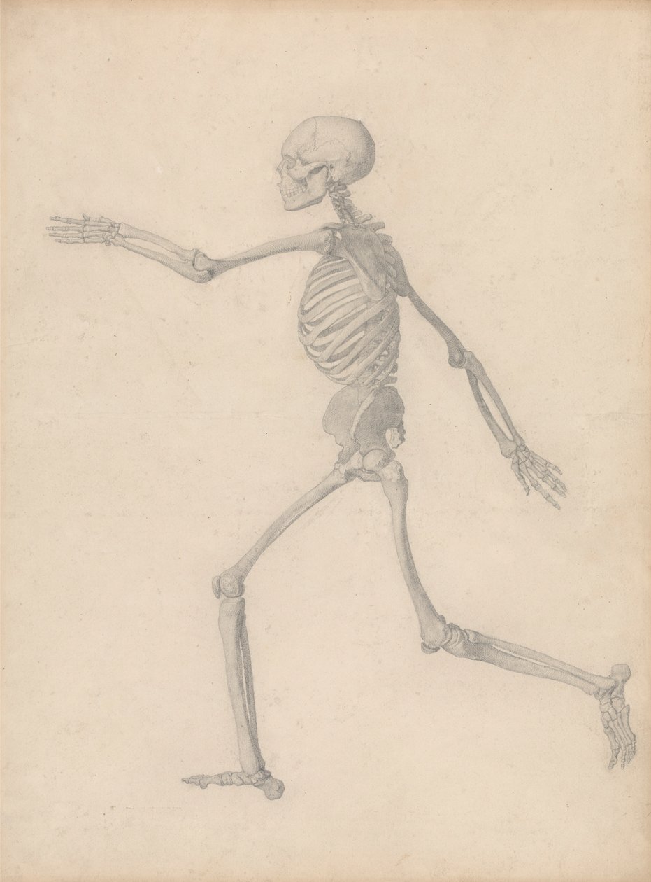 Human Skeleton, Lateral View (Close to the Final Study for Table III ...