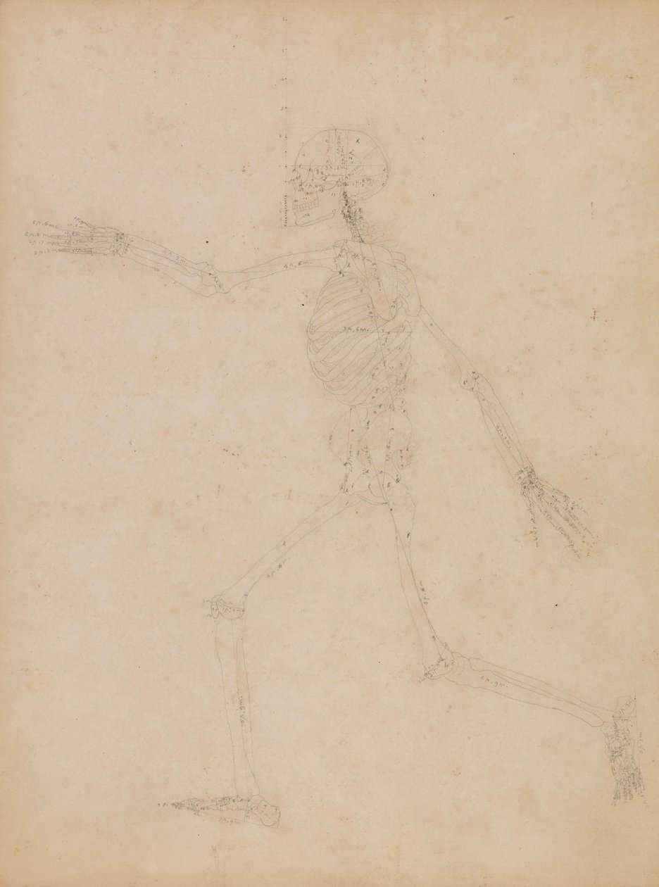 Human Skeleton, Lateral View by George Stubbs
