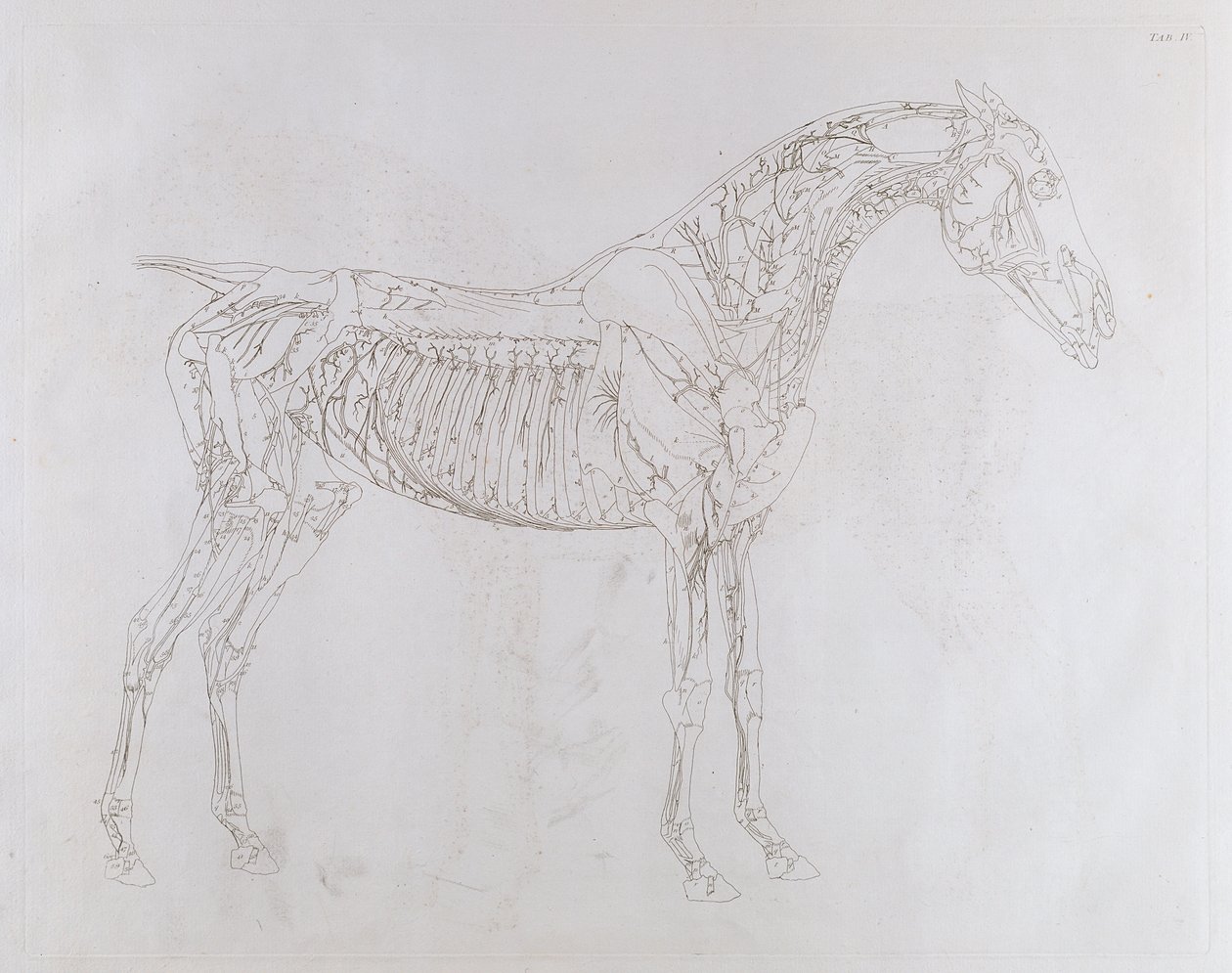 Illustration from 'The Anatomy of the Horse, including a particular ...