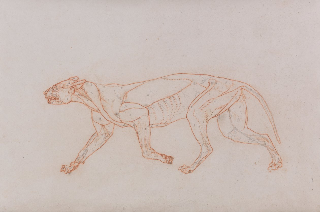 Leopard Body, Lateral View by George Stubbs