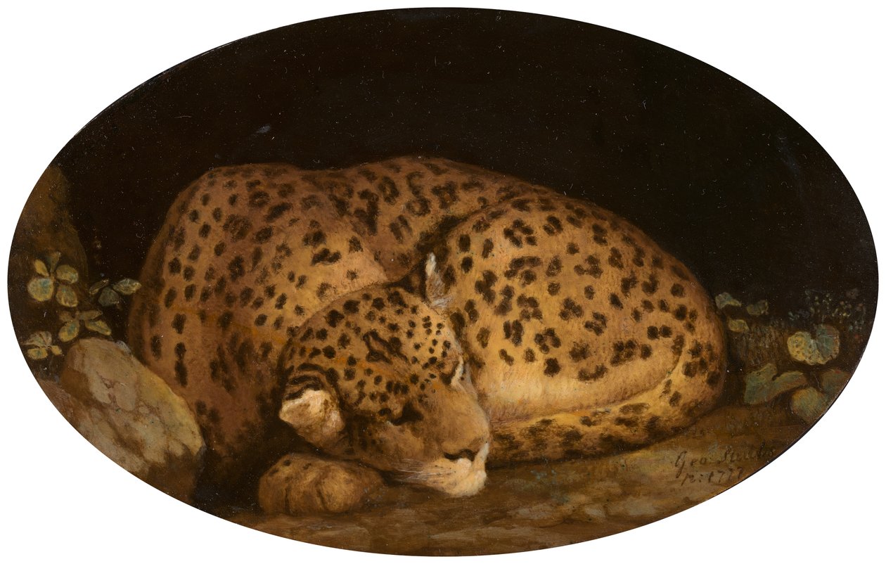 Sleeping Leopard by George Stubbs: Premium art reproduction