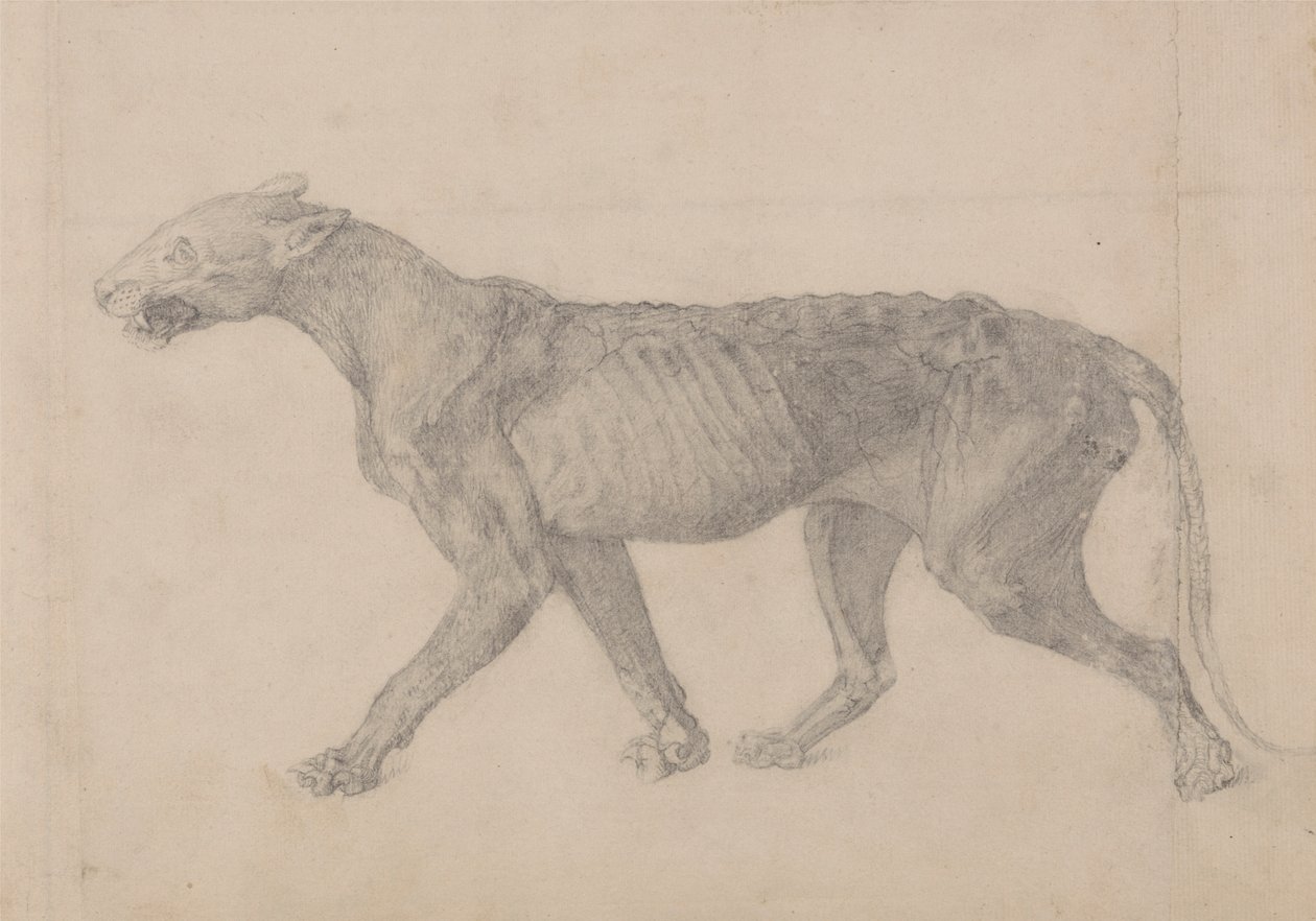 Tiger Body, Lateral View (First of nine drawings of another specimen of ...