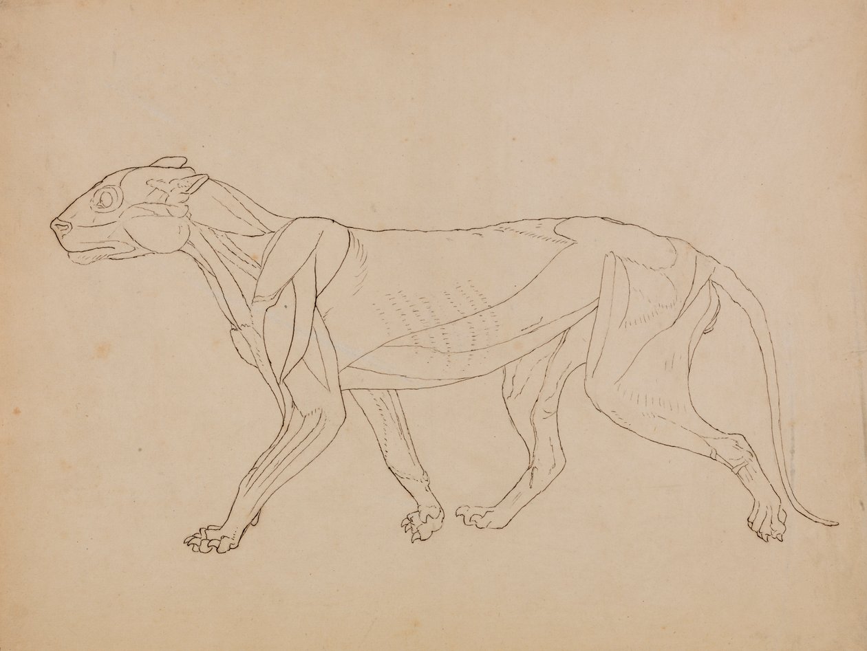 Tiger Body, Lateral View by George Stubbs: Fine art print