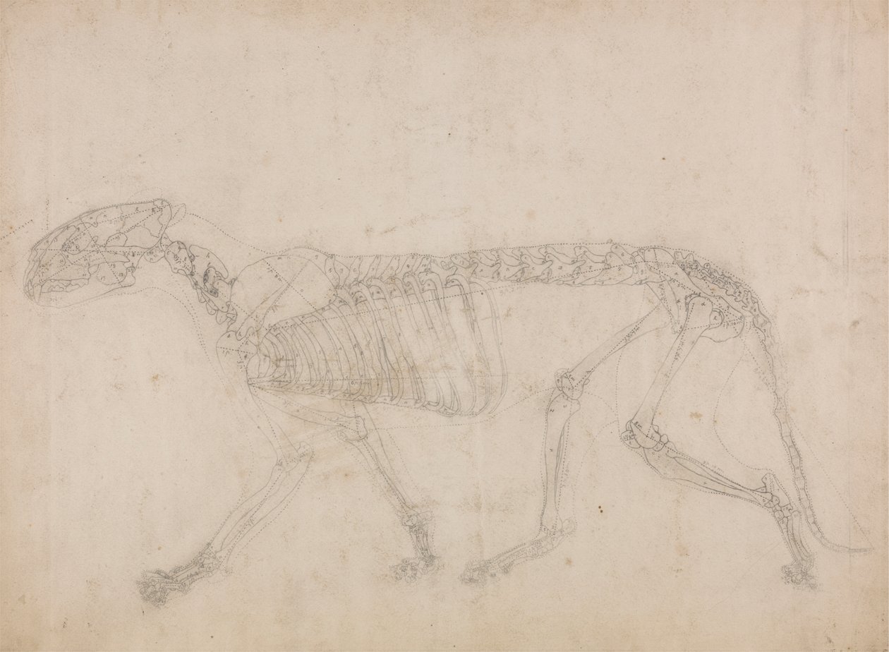 Tiger Skeleton, Lateral View by George Stubbs