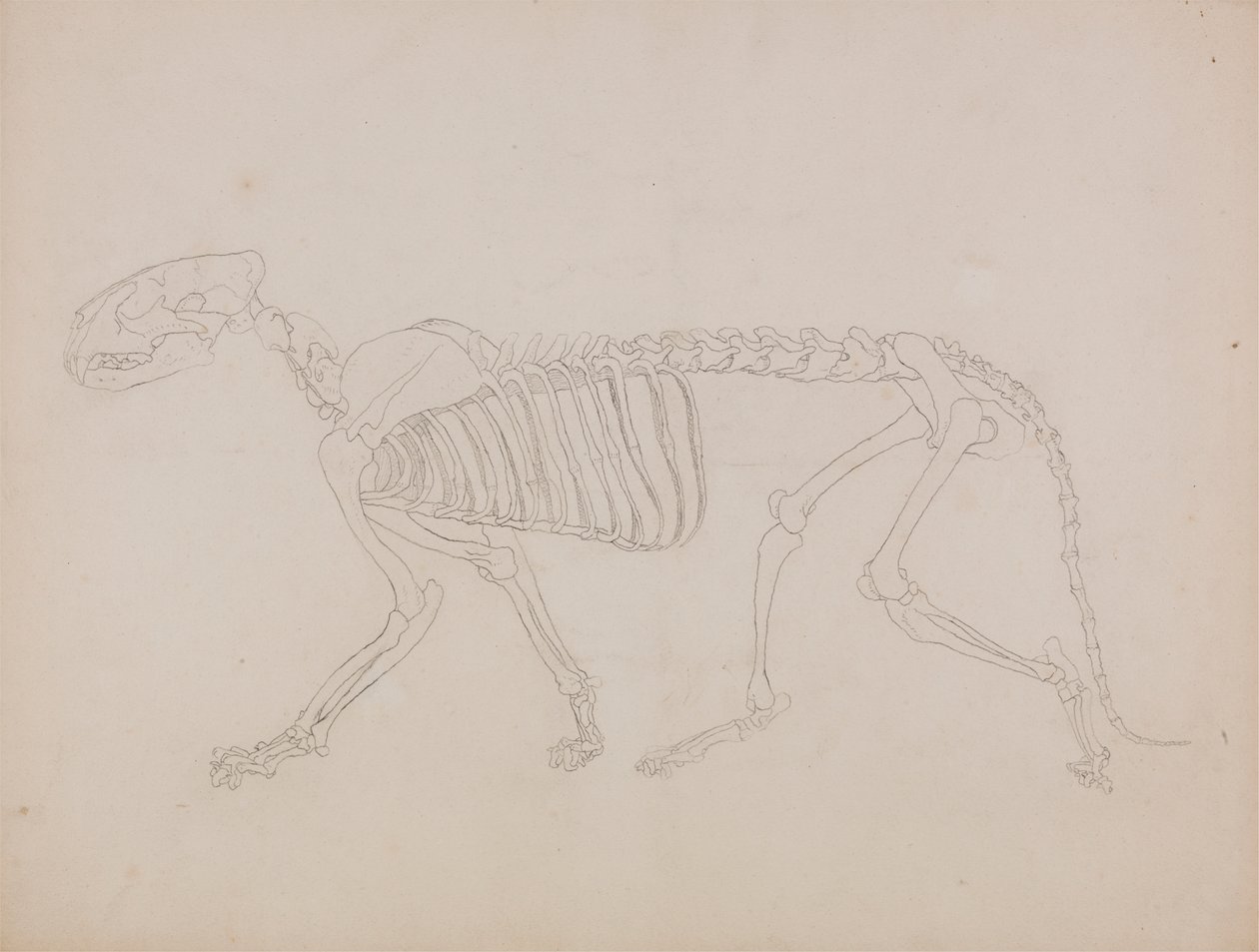 Tiger Skeleton, Lateral View by George Stubbs