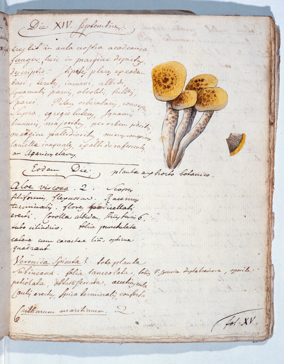 Illustration of a Species of Fungus, from 'Diarium Botanicum' by the Artist