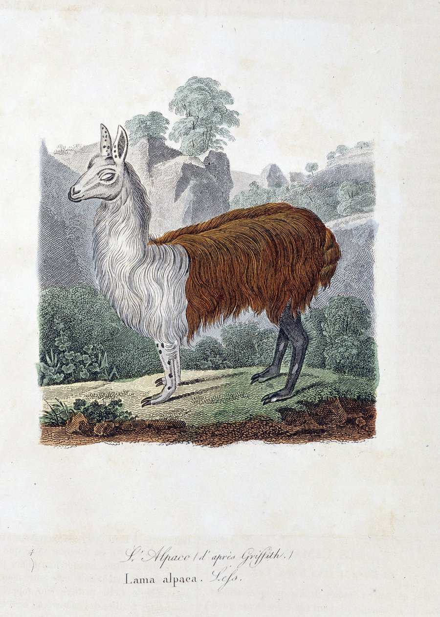 Natural History Plate: Zoological board representing The Alpaca (after ...