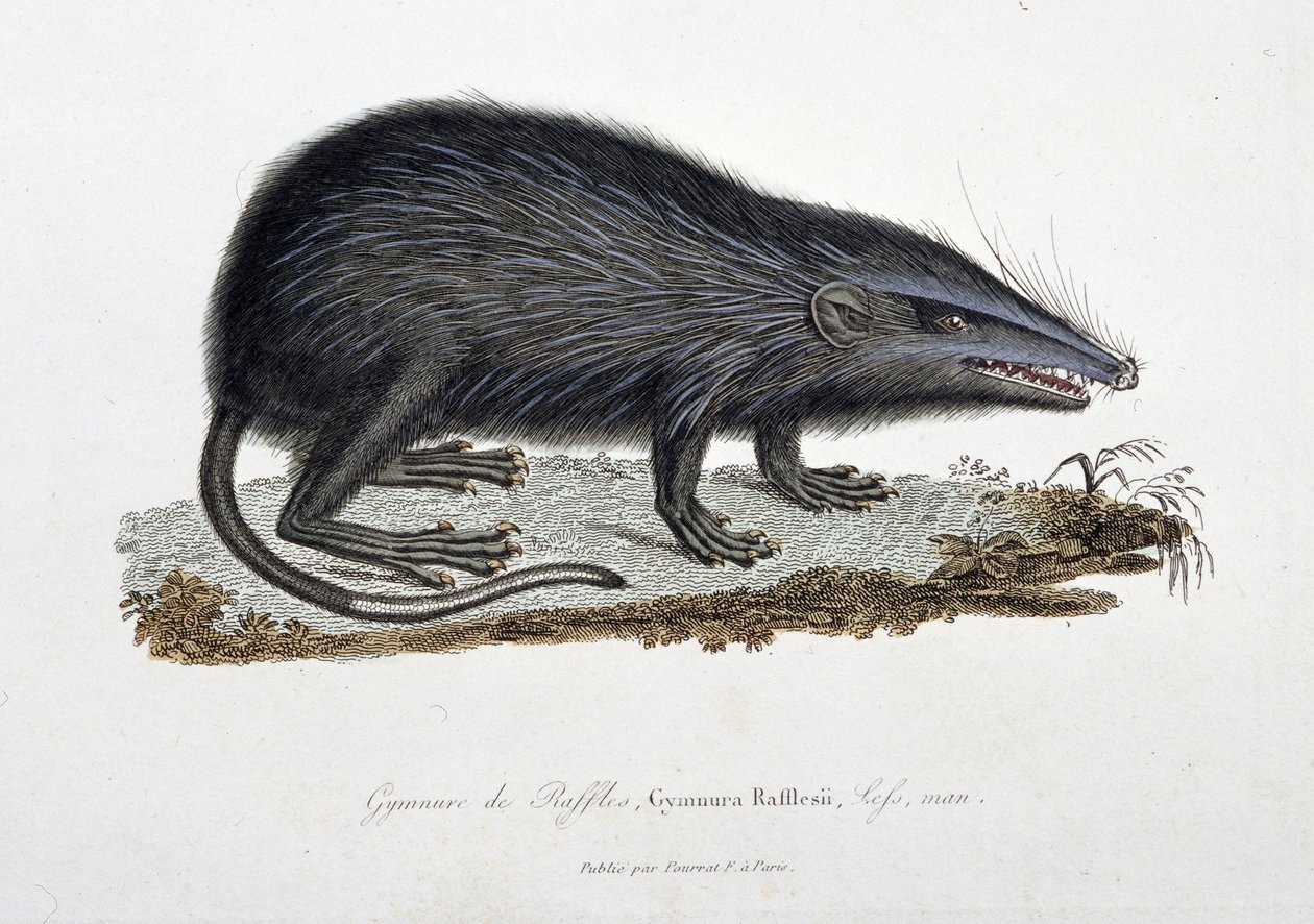 Natural History Plate: Zoological chart depicting The Gymnure of ...