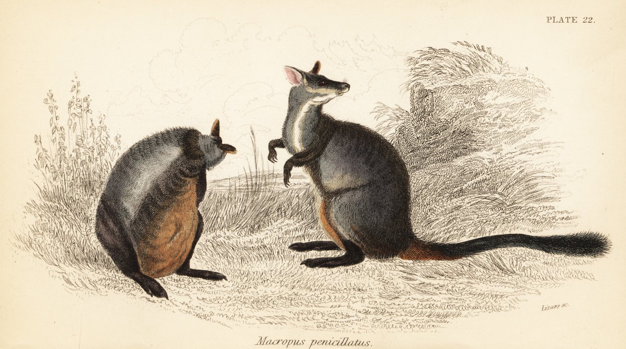 Brush-Tailed Rock-Wallaby, Petrogale penicillata (engraving)
