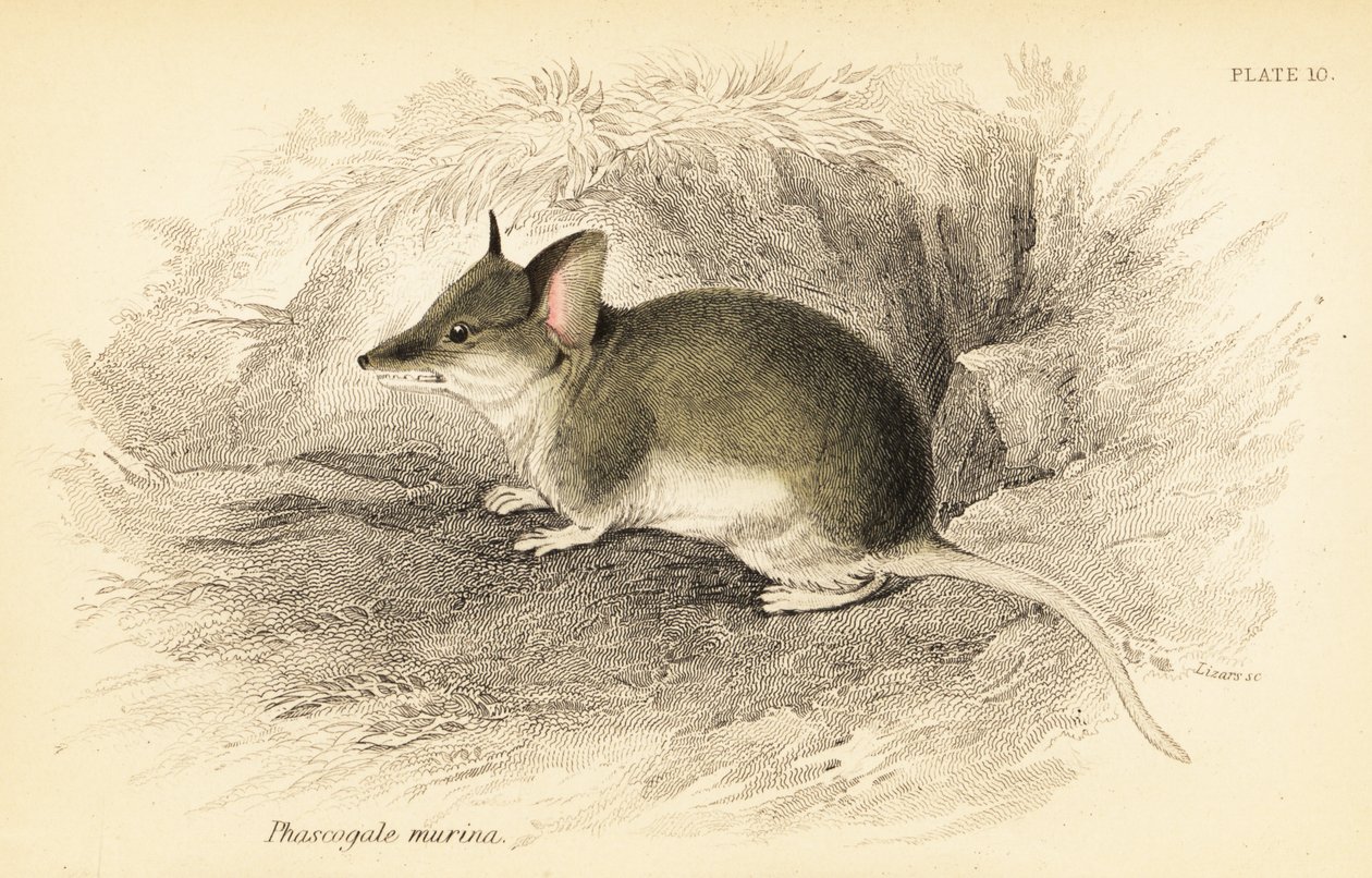 Common Dunnart, Sminthopsis Murina (engraving)