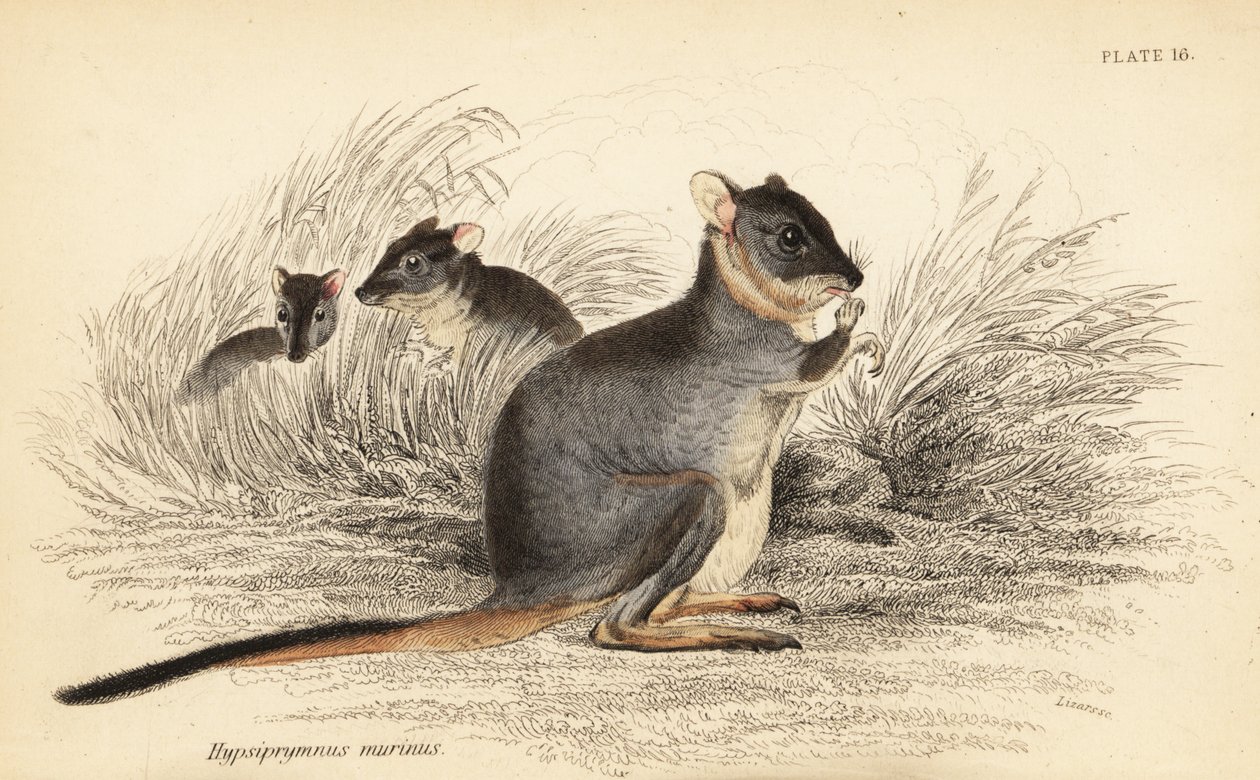 Long-Footed Potoroo, Potorous Longipes (Vulnerable, 1841)