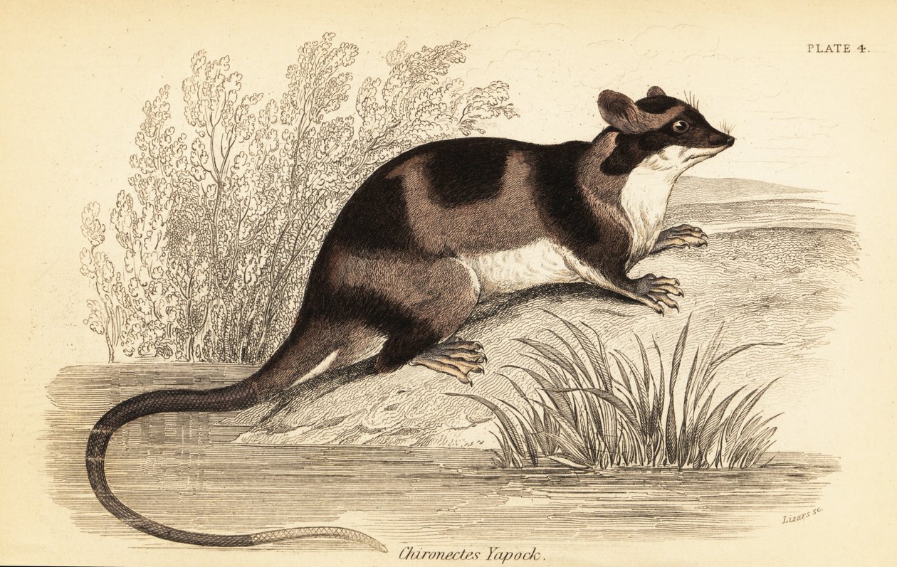 Water Opossum or Yapok, Chironectes Minimus