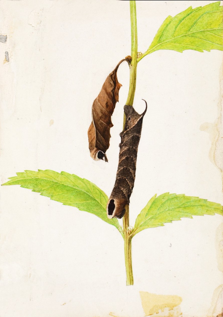 Curled Dead Leaf Mimicking Sphinx Caterpillar, early 20th century
