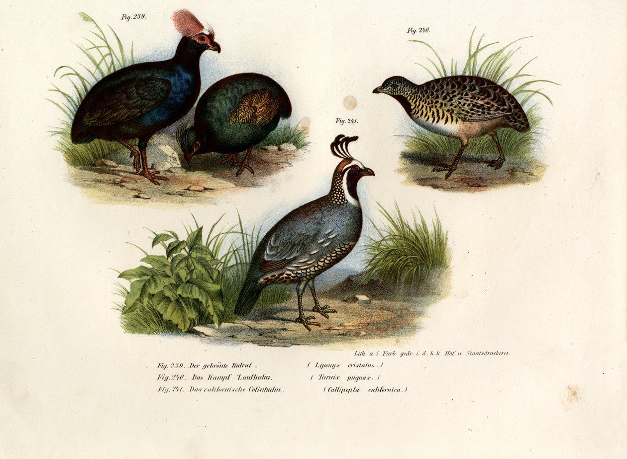 Crested Wood Partridge by German School: Fine art print