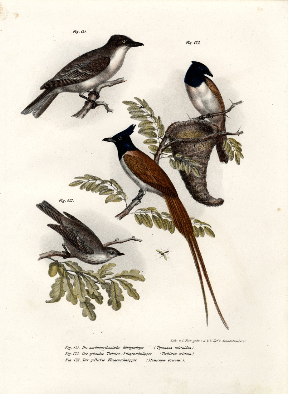 King Bird by German School: Highest-quality art reproduction
