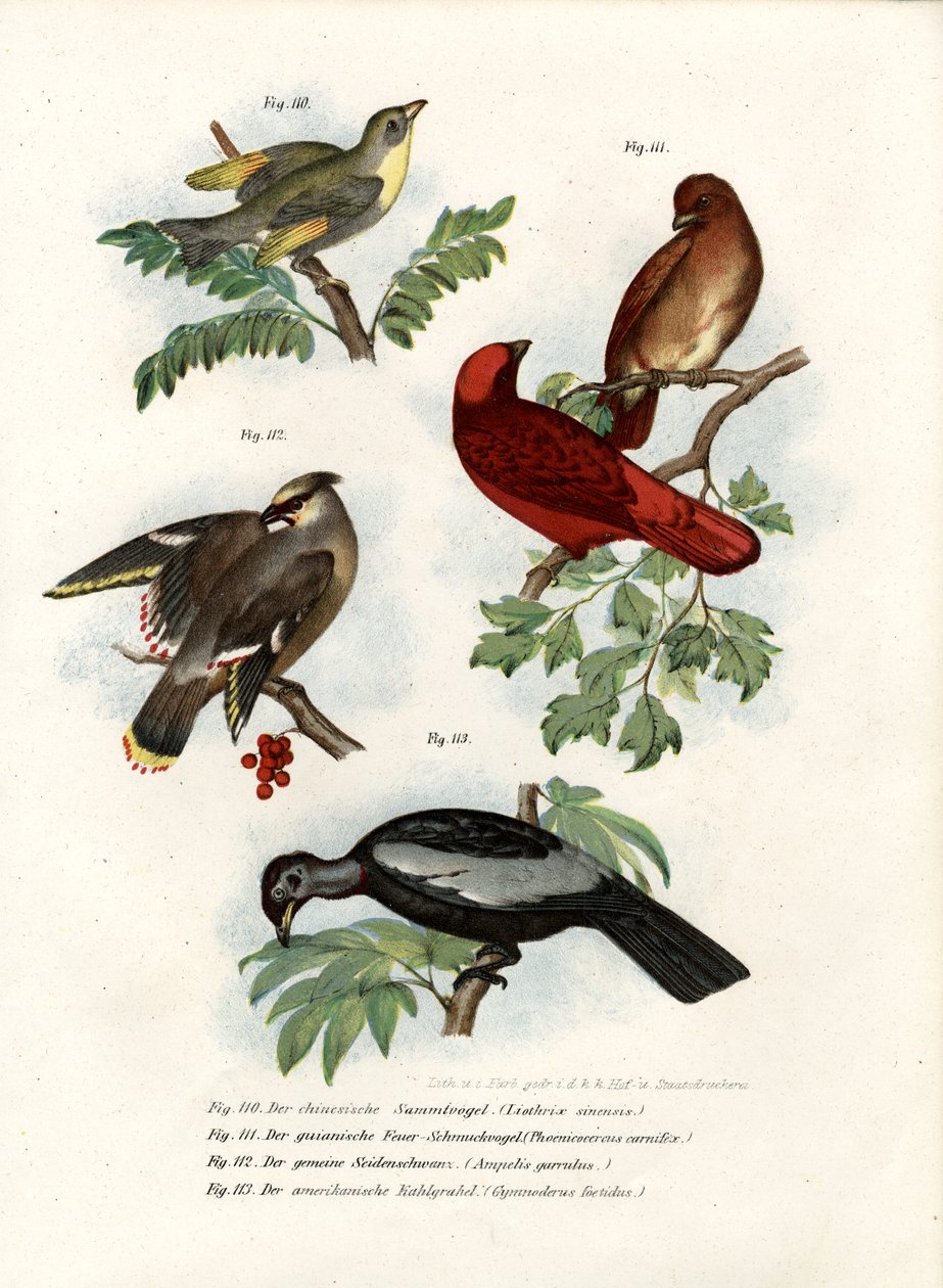 Leiothrix Bird by German School: Buy fine art print