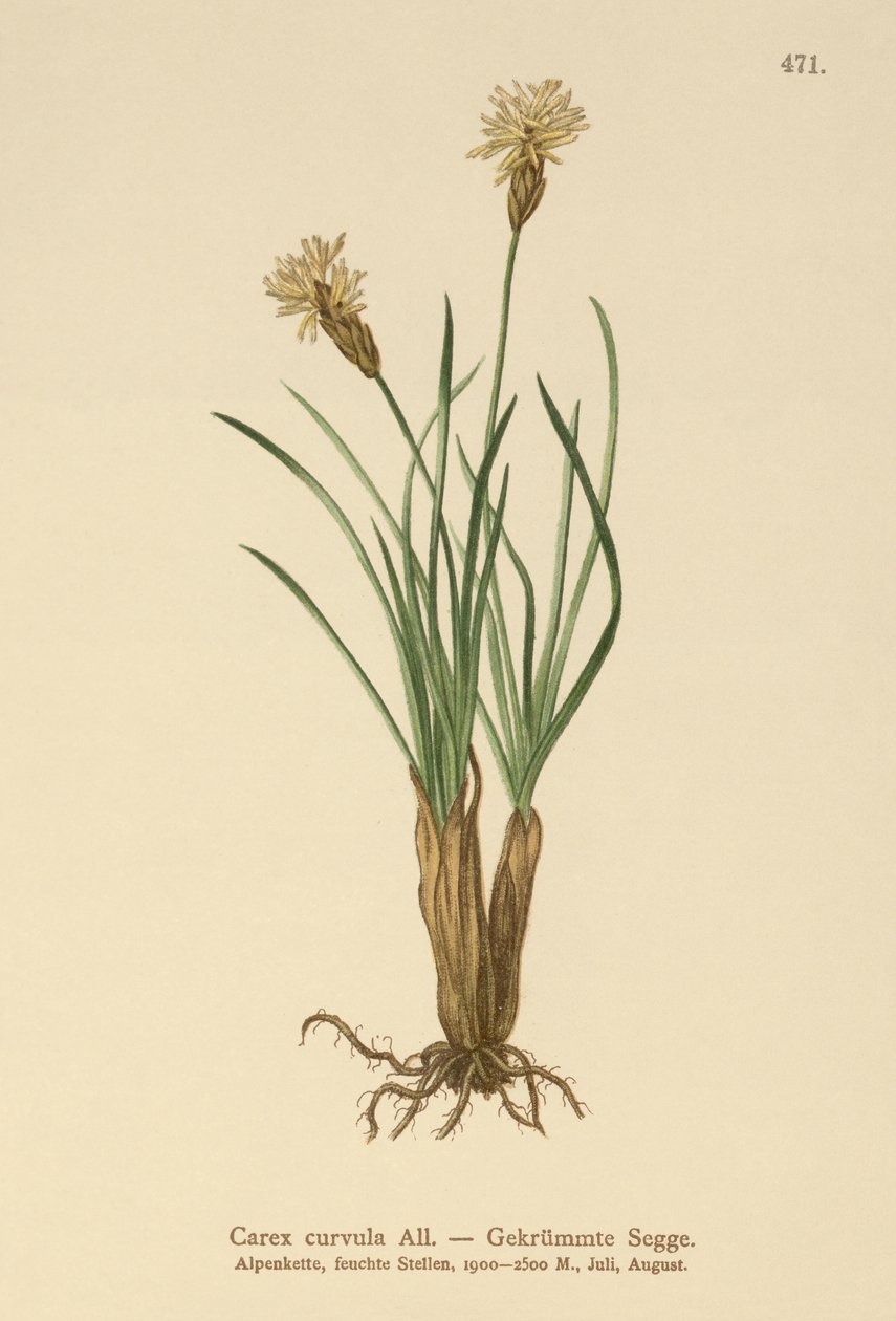 Alpine Sedge by German School: Buy fine art print