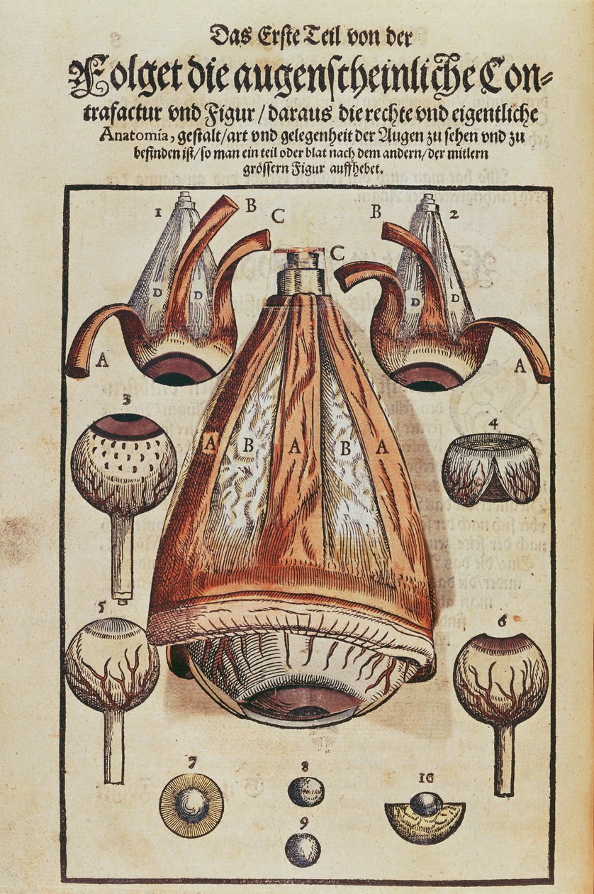 Anatomy of the Eye, from Ophthalmodouleia by Georg Bartisch, published ...