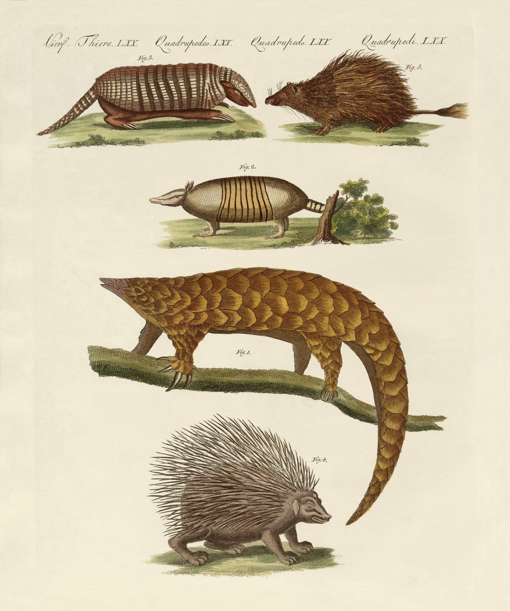 Armoured and prickly animals by German School