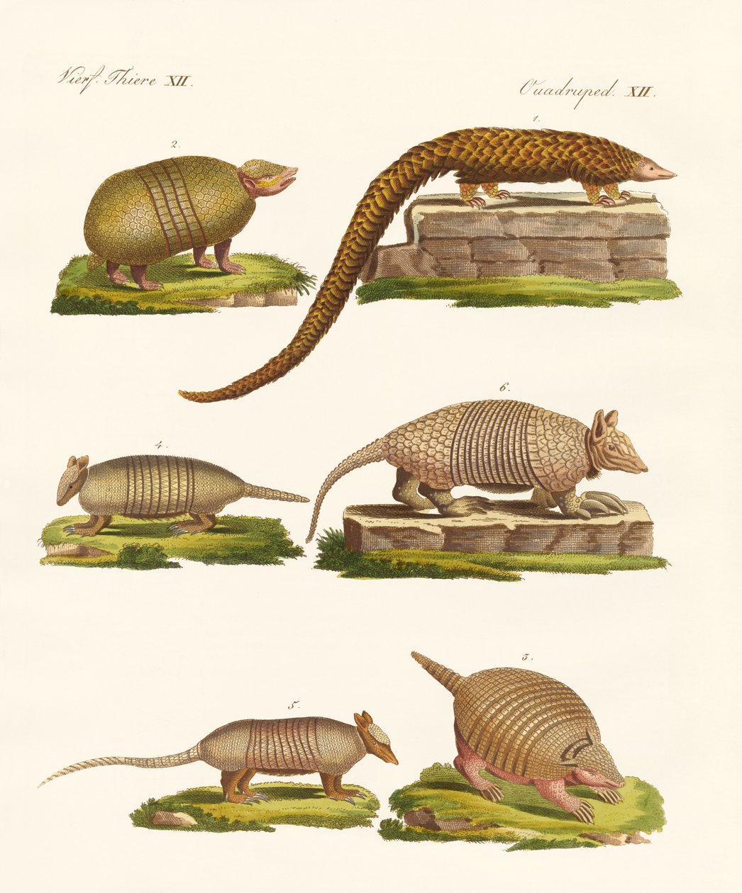 Armoured animals by German School: Buy fine art print