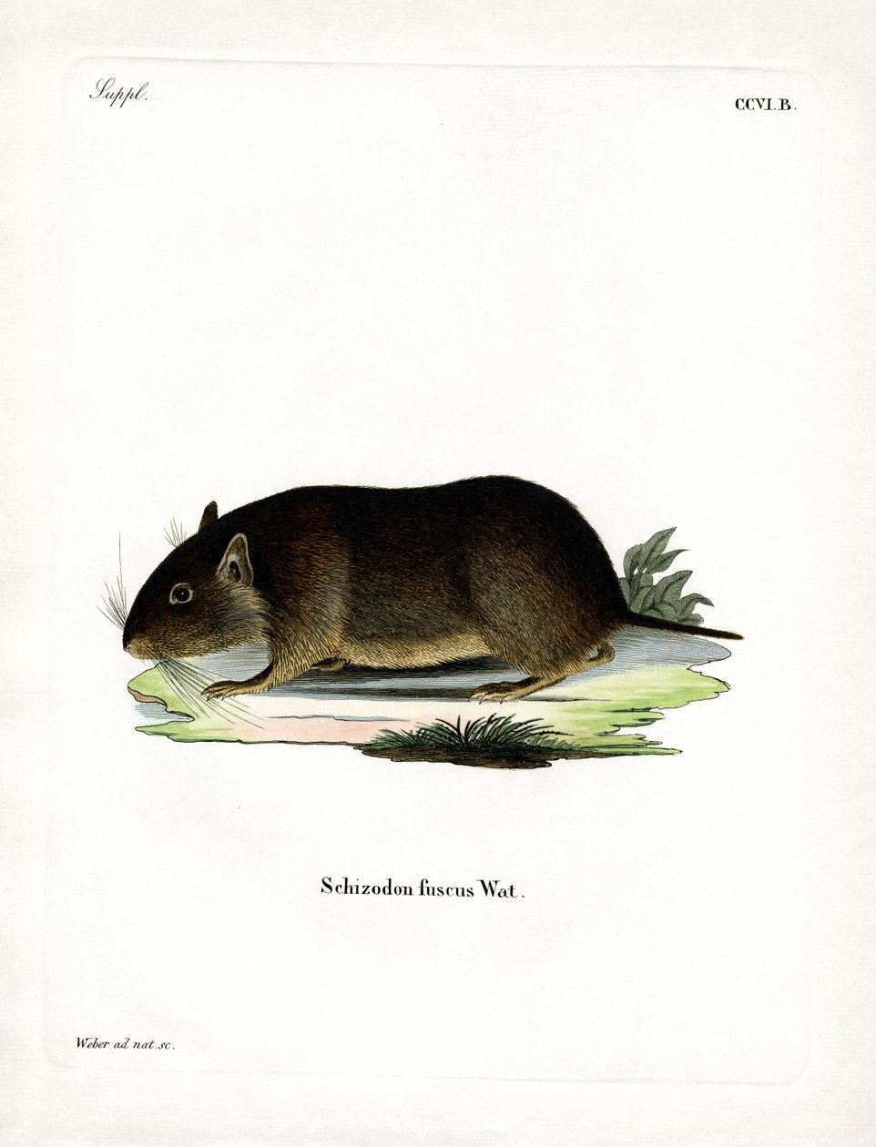 Chilean Rock Rat by German School: Buy fine art print