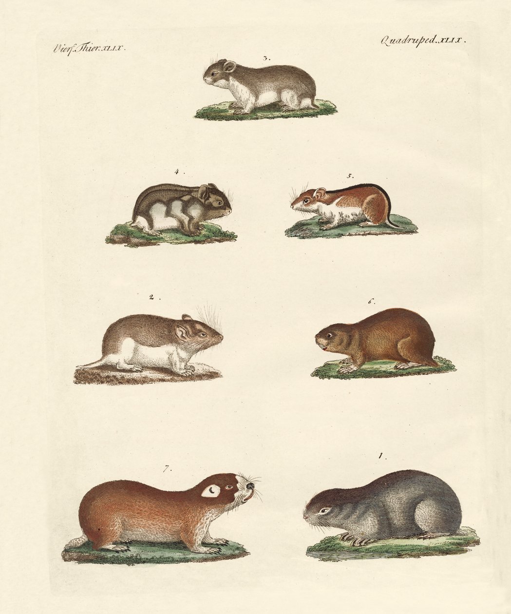 Different Kinds of Mice by German School: Fine art print
